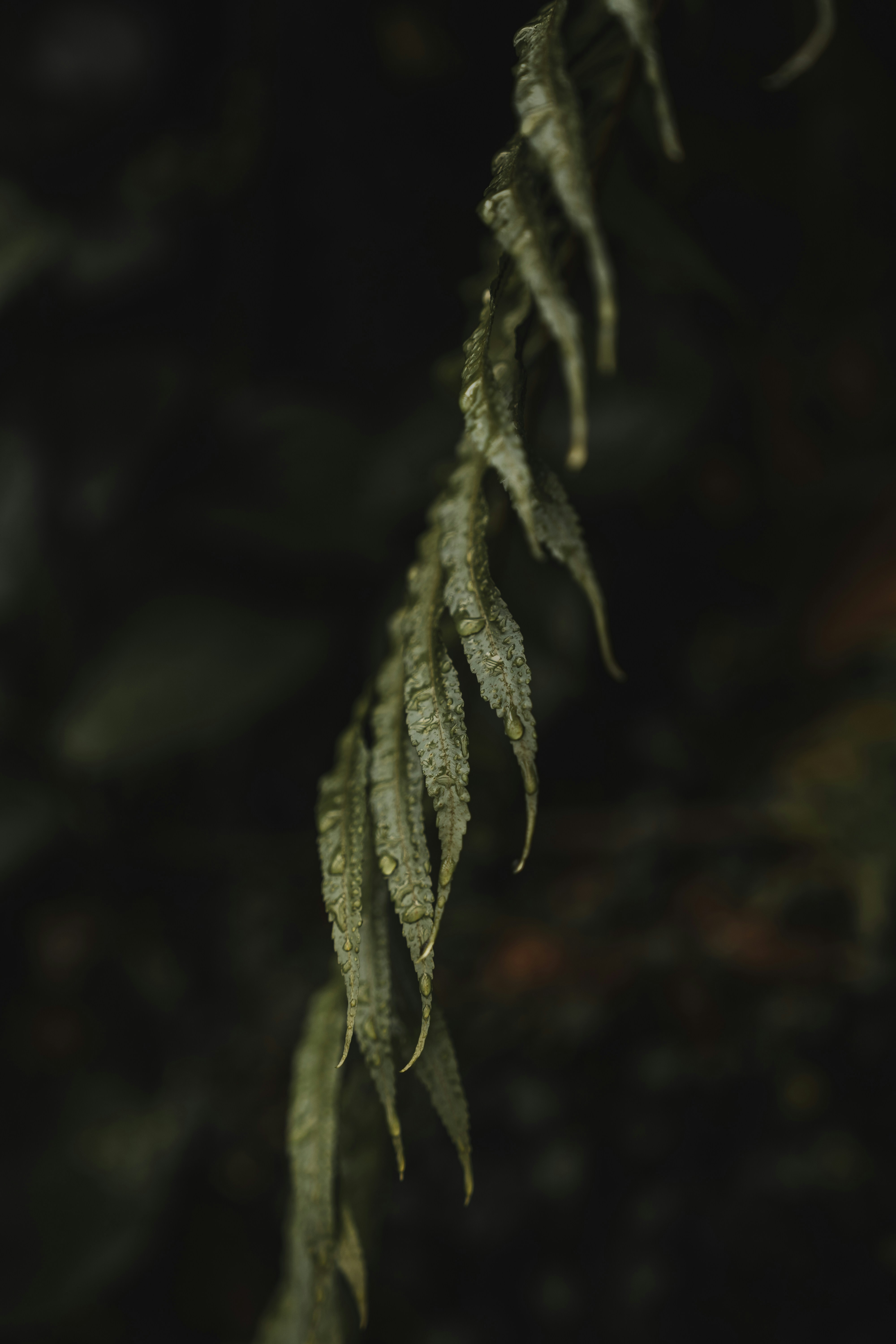 Dew-kissed Fern Edge in Soft Focus