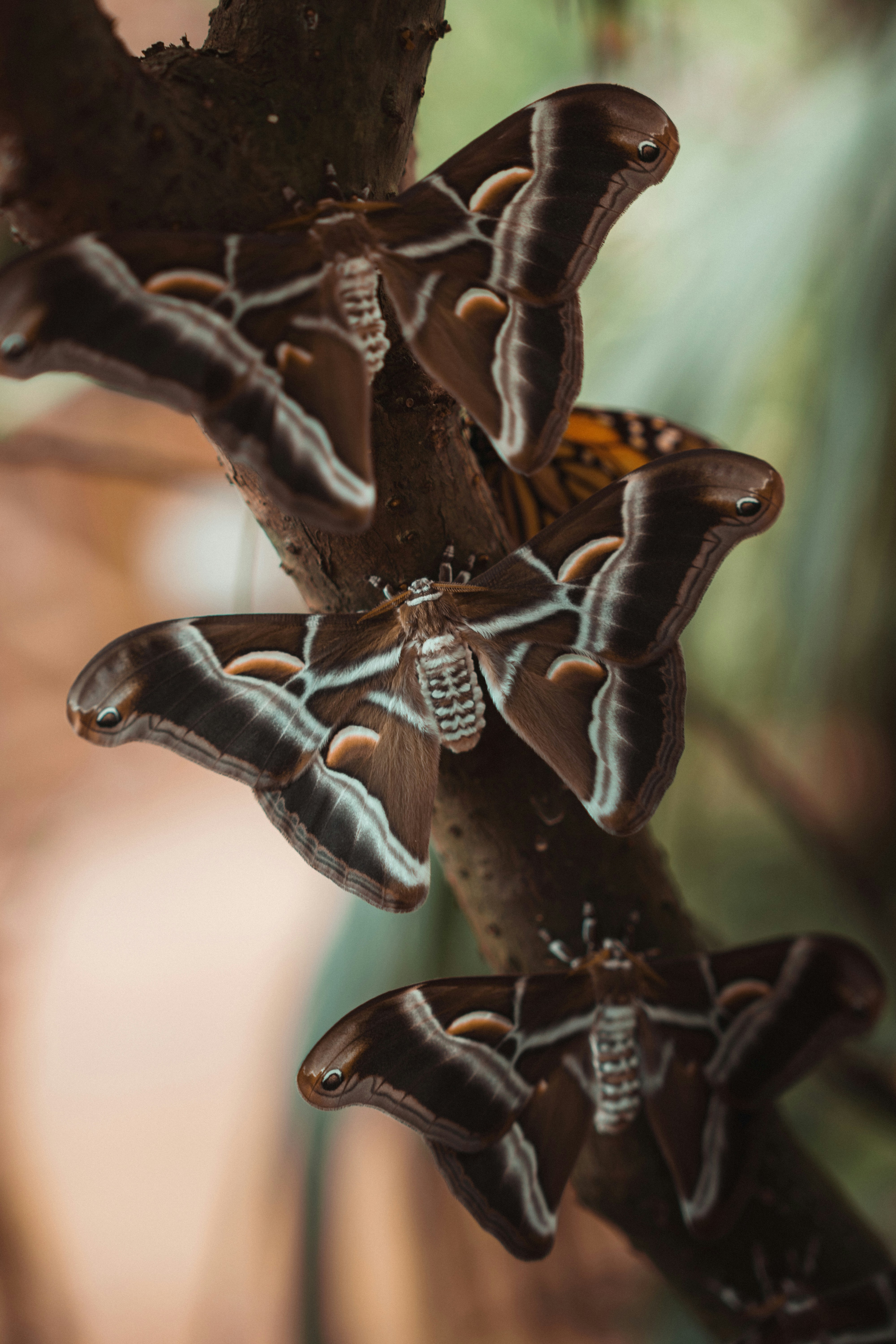 Three Moths on a Branch: Nightfall Camouflage