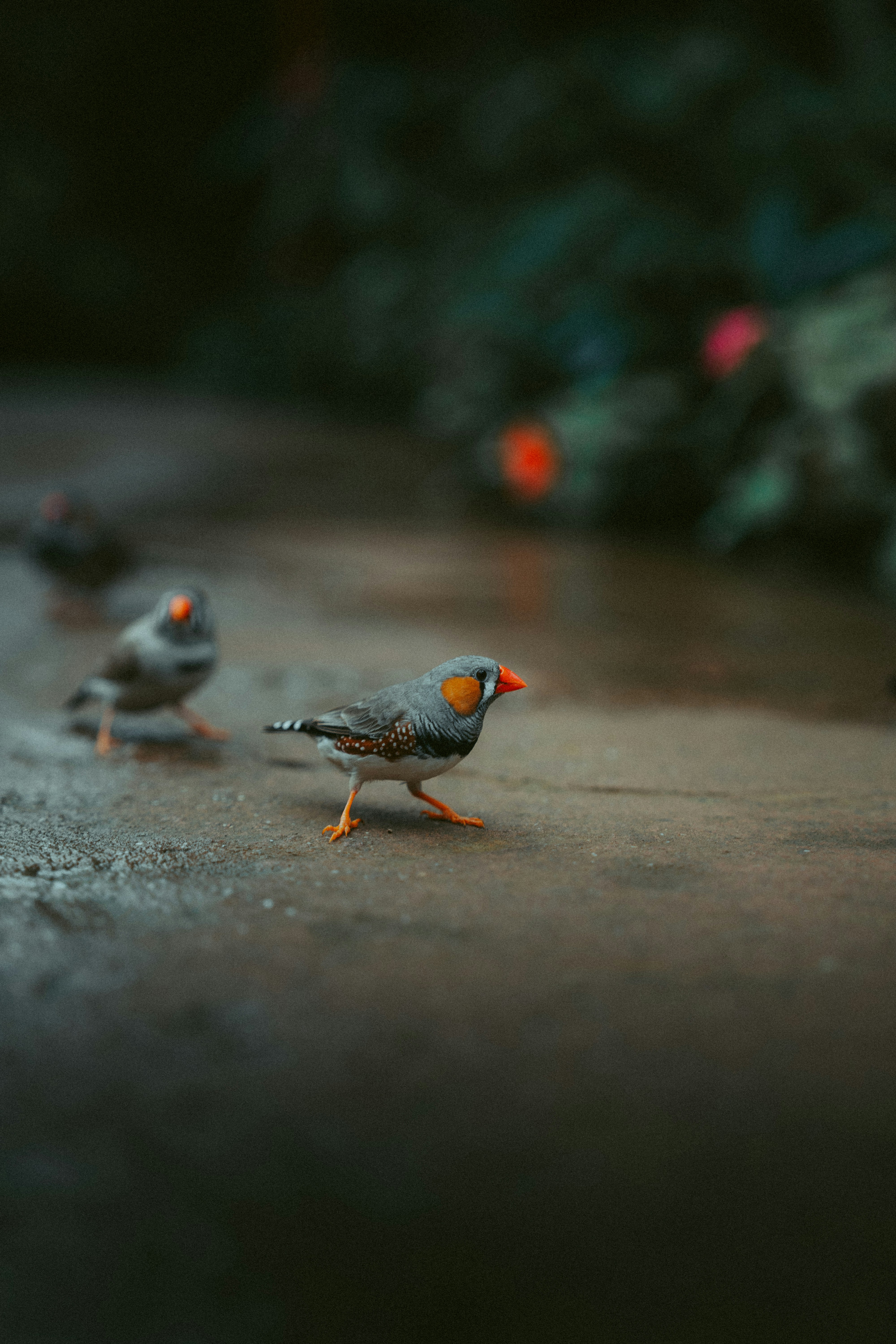 Flitting Parade: A Trio of Finches Horizon-bound on a Wet Path