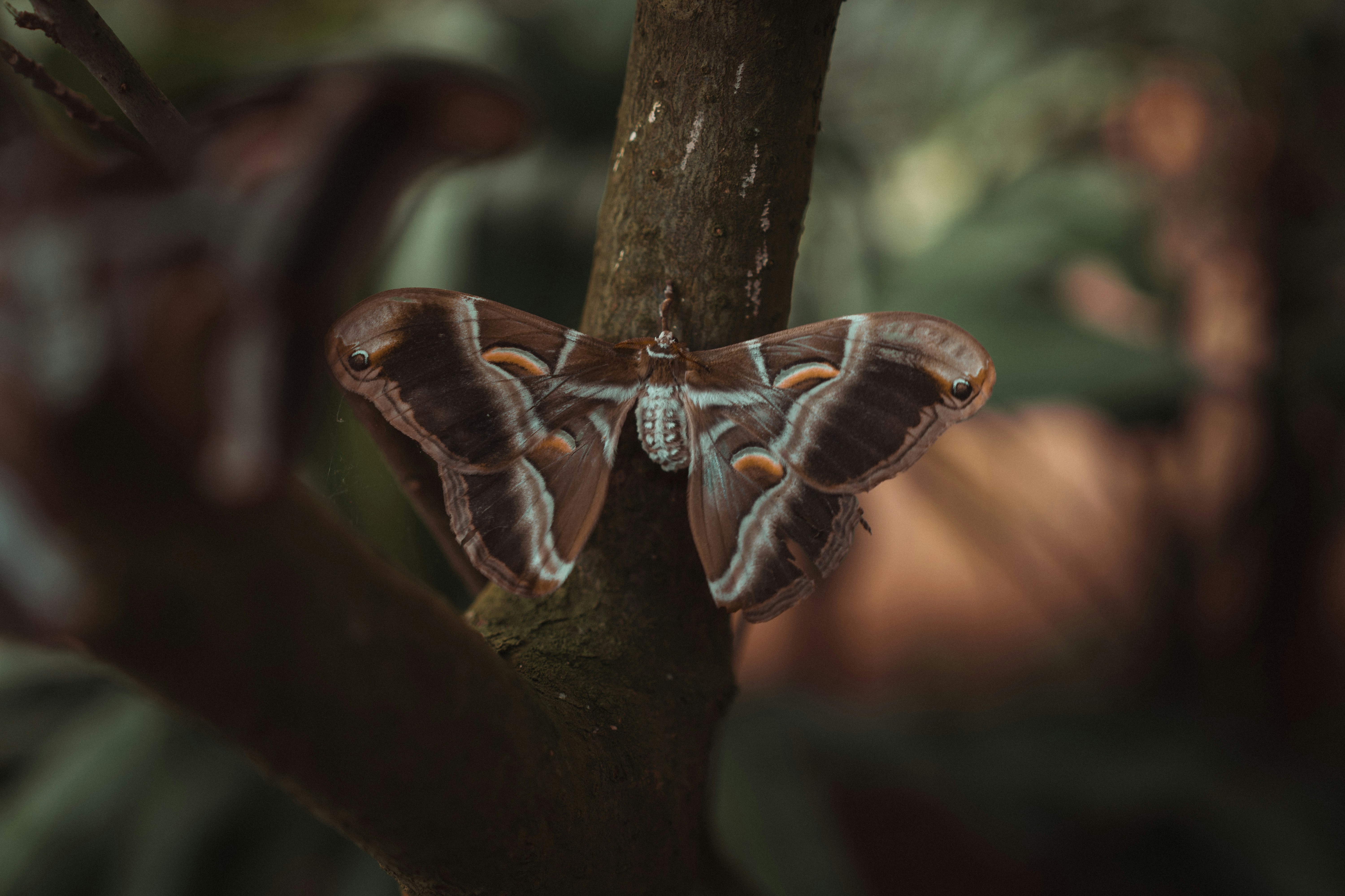 Night Silk: a Latticed Silk Moth Spreads Its Wings Across a Mossy Trunk