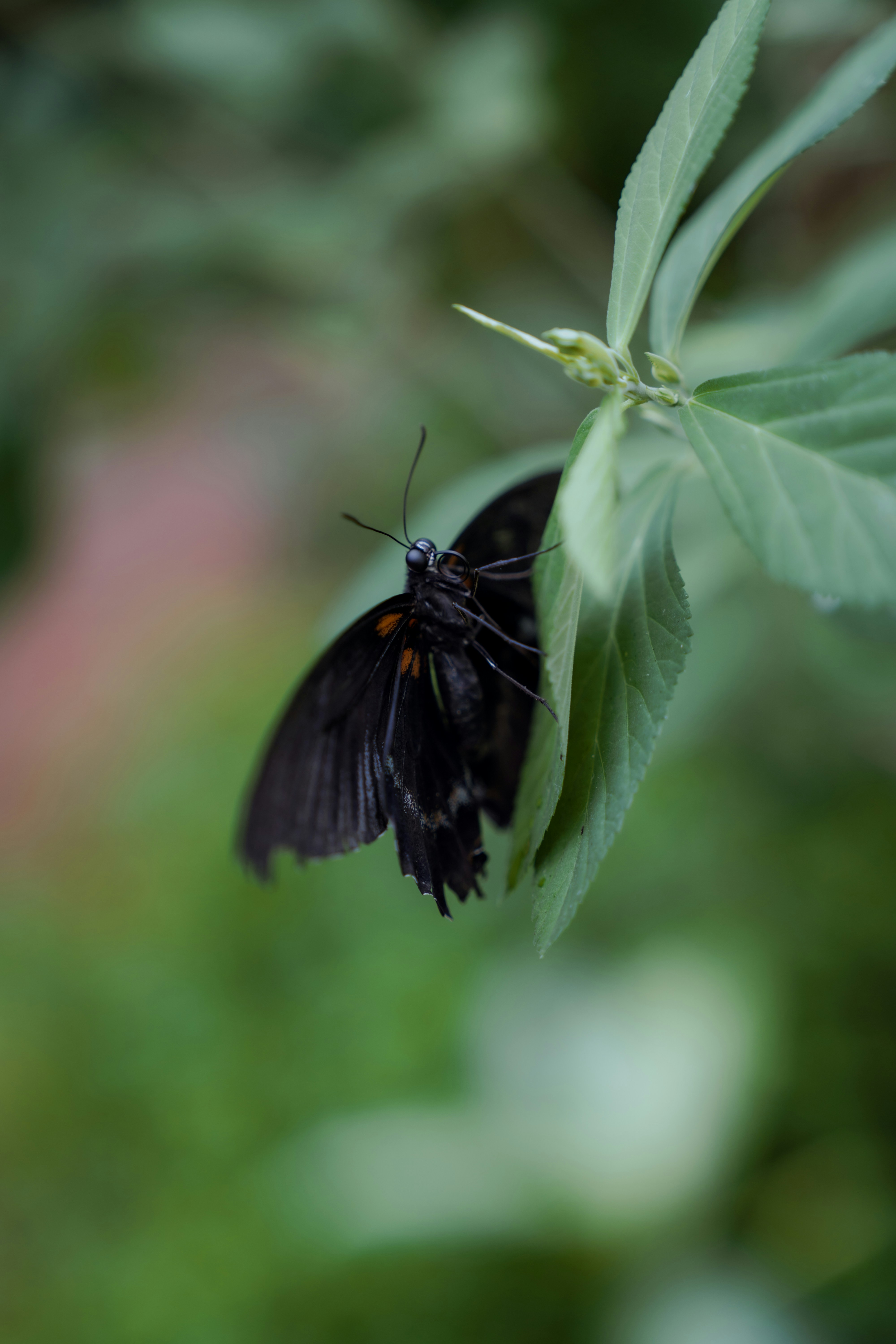 A black butterfly rests on a green leaf.