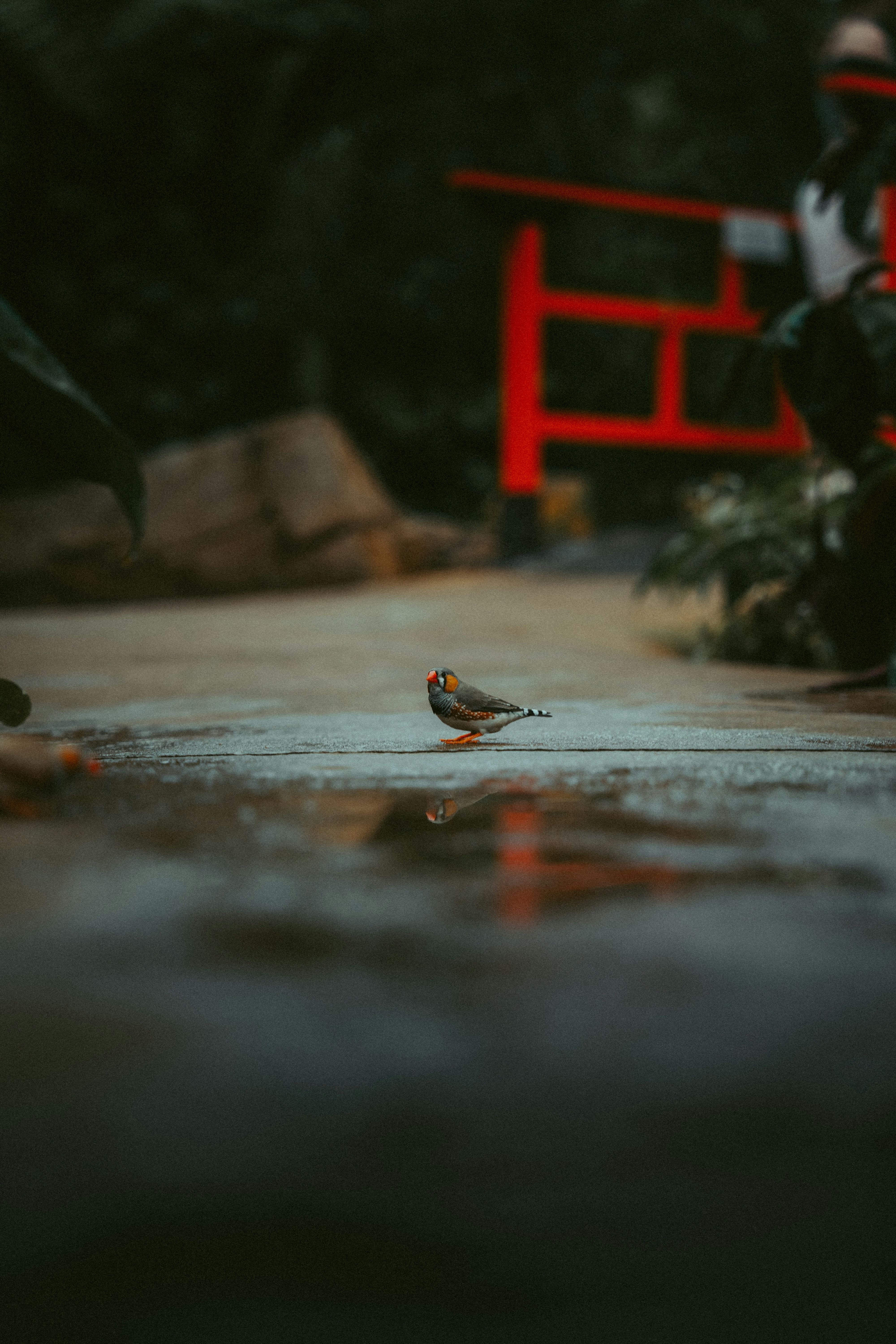 Crimson-billed Wagtail on a Rain-kissed Path