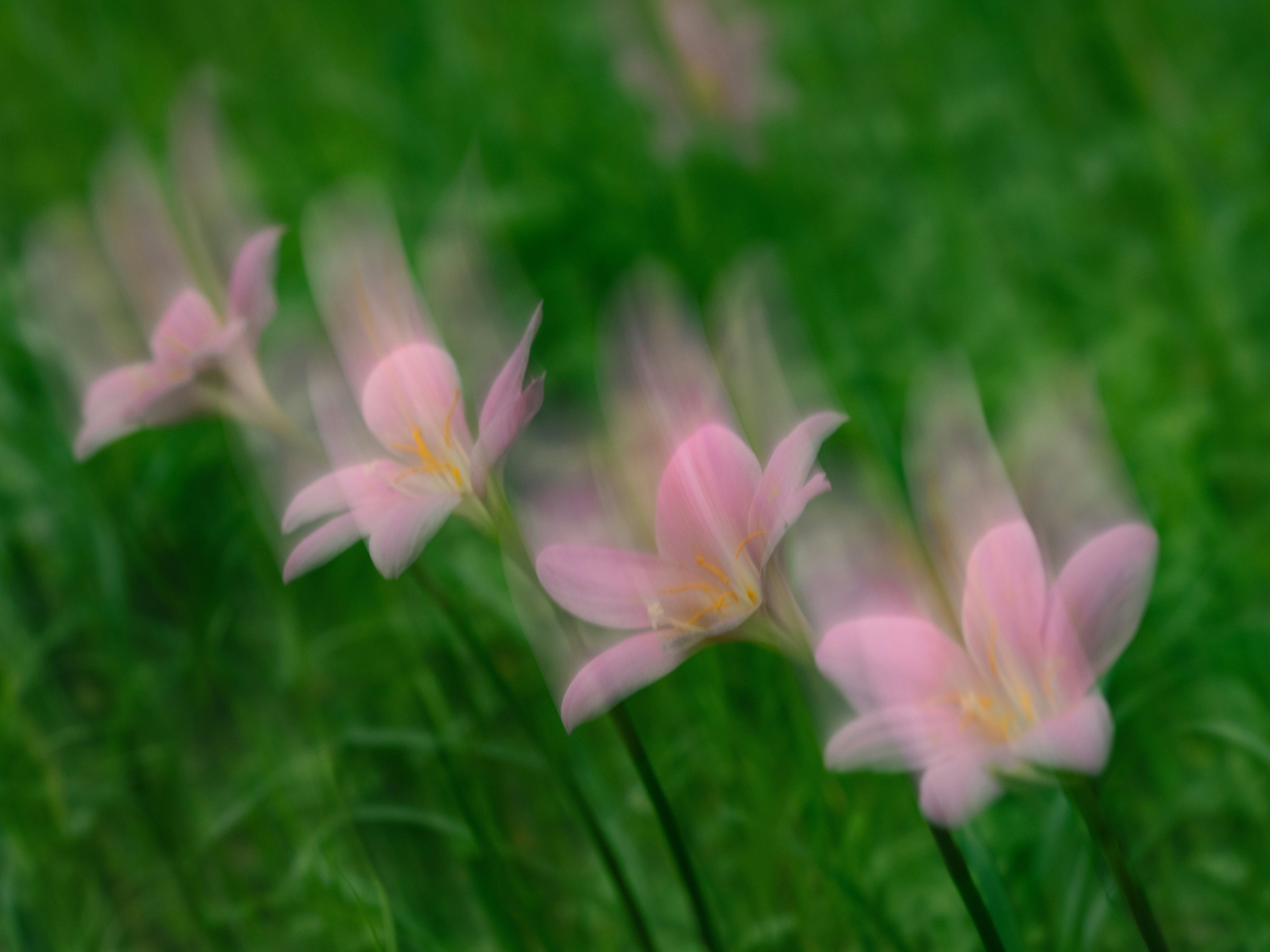 Soft Blur, Pink Petals in a Sea of Green