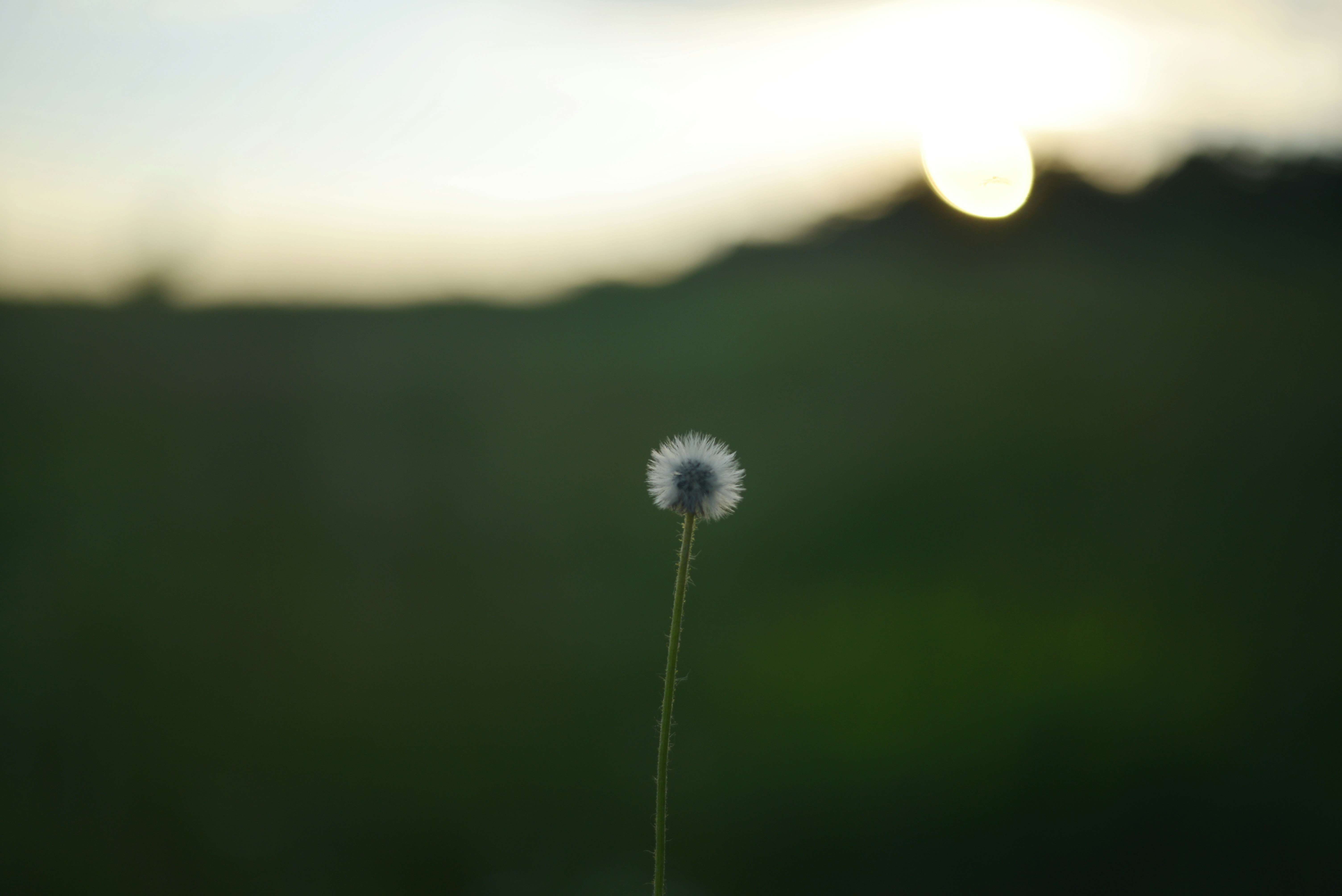 Singleton Dandelion Against a Soft Backdrop