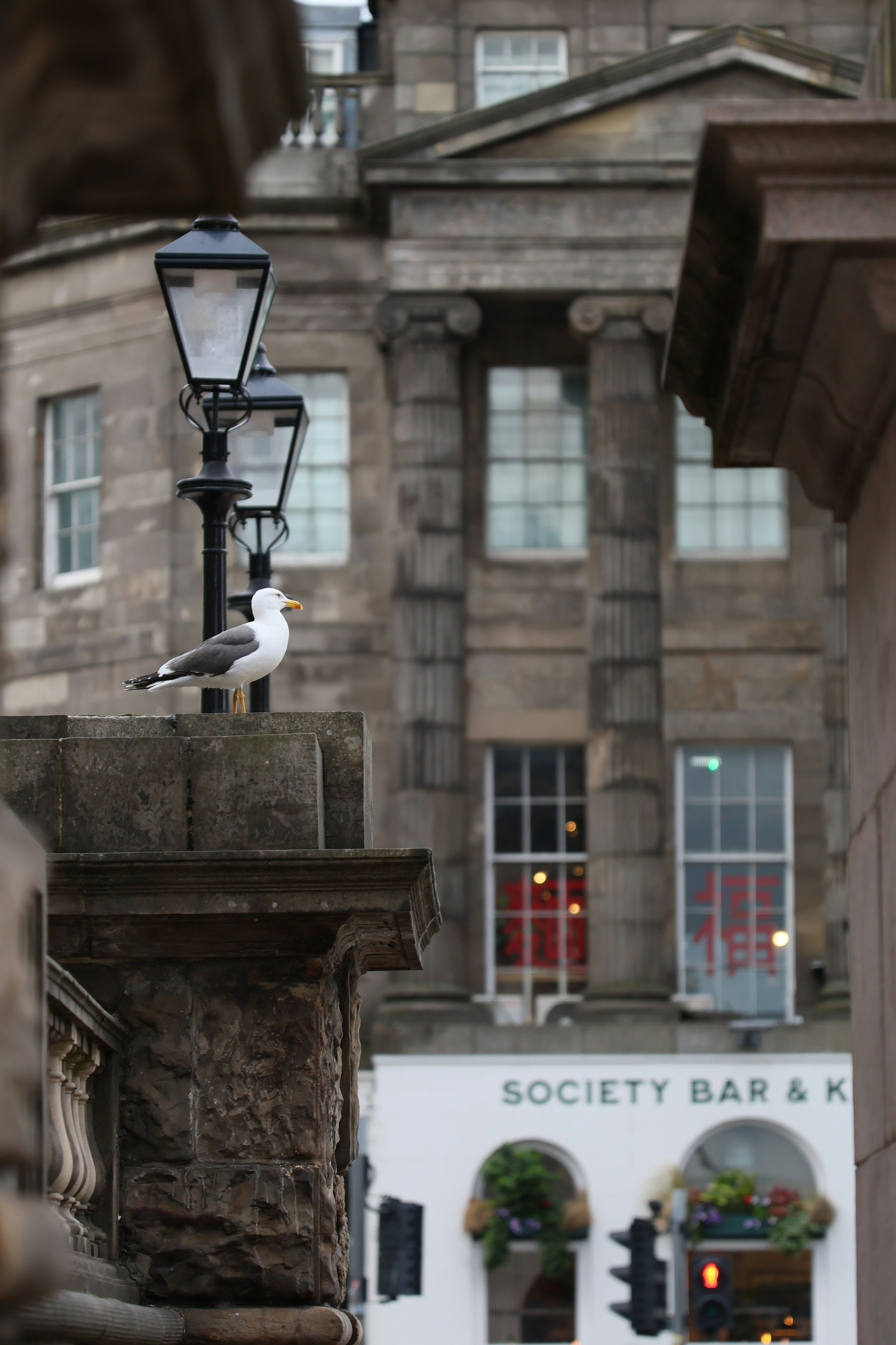 Seagull Sentinel on a Historic Terrace