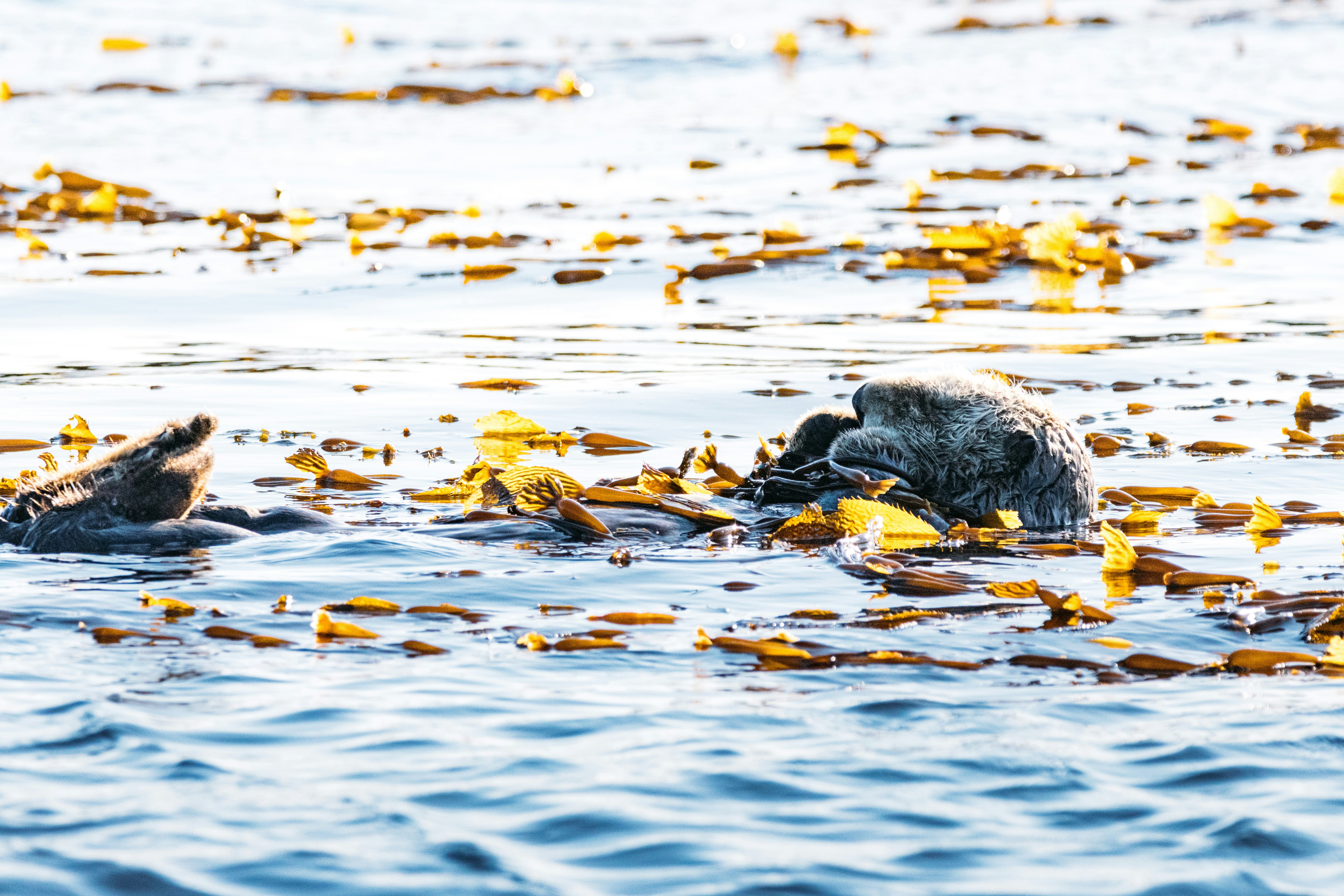 Harbor Seal Breakwater: Quiet Snorkel in Autumn Light