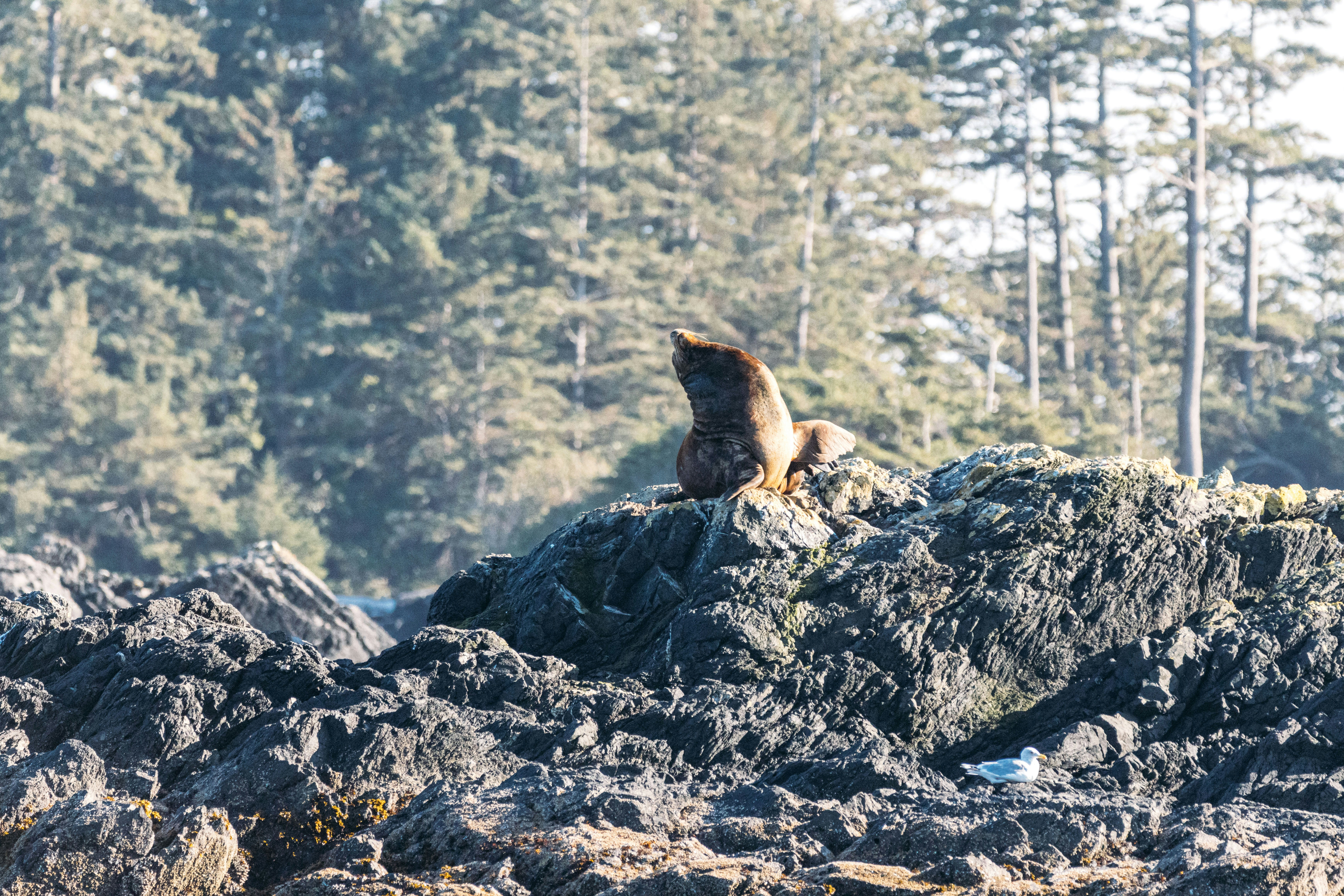 Seabite on the Keep: A lone seal guardian perched on jagged basalt