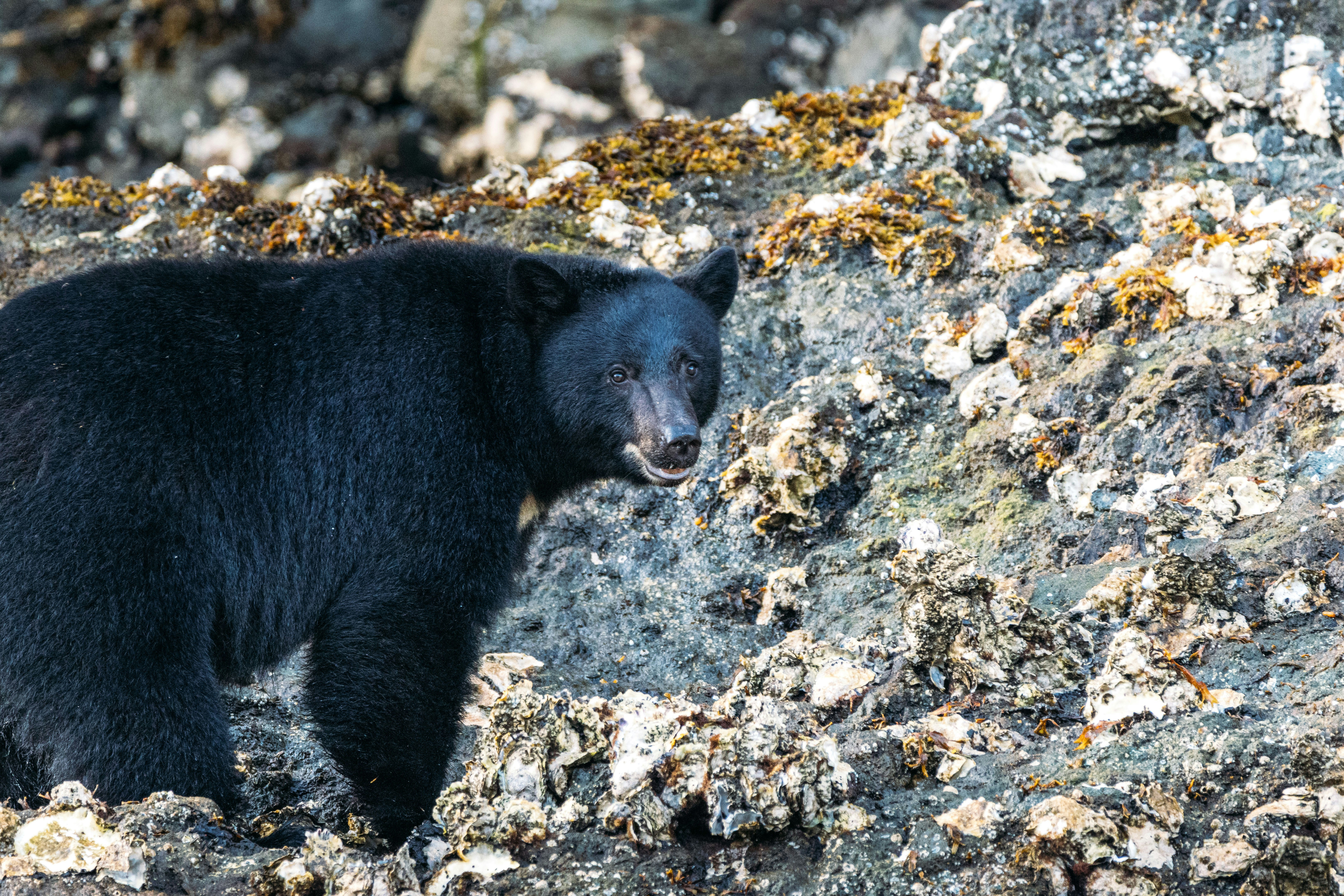 A black bear on a rocky, barnacle-covered shore.