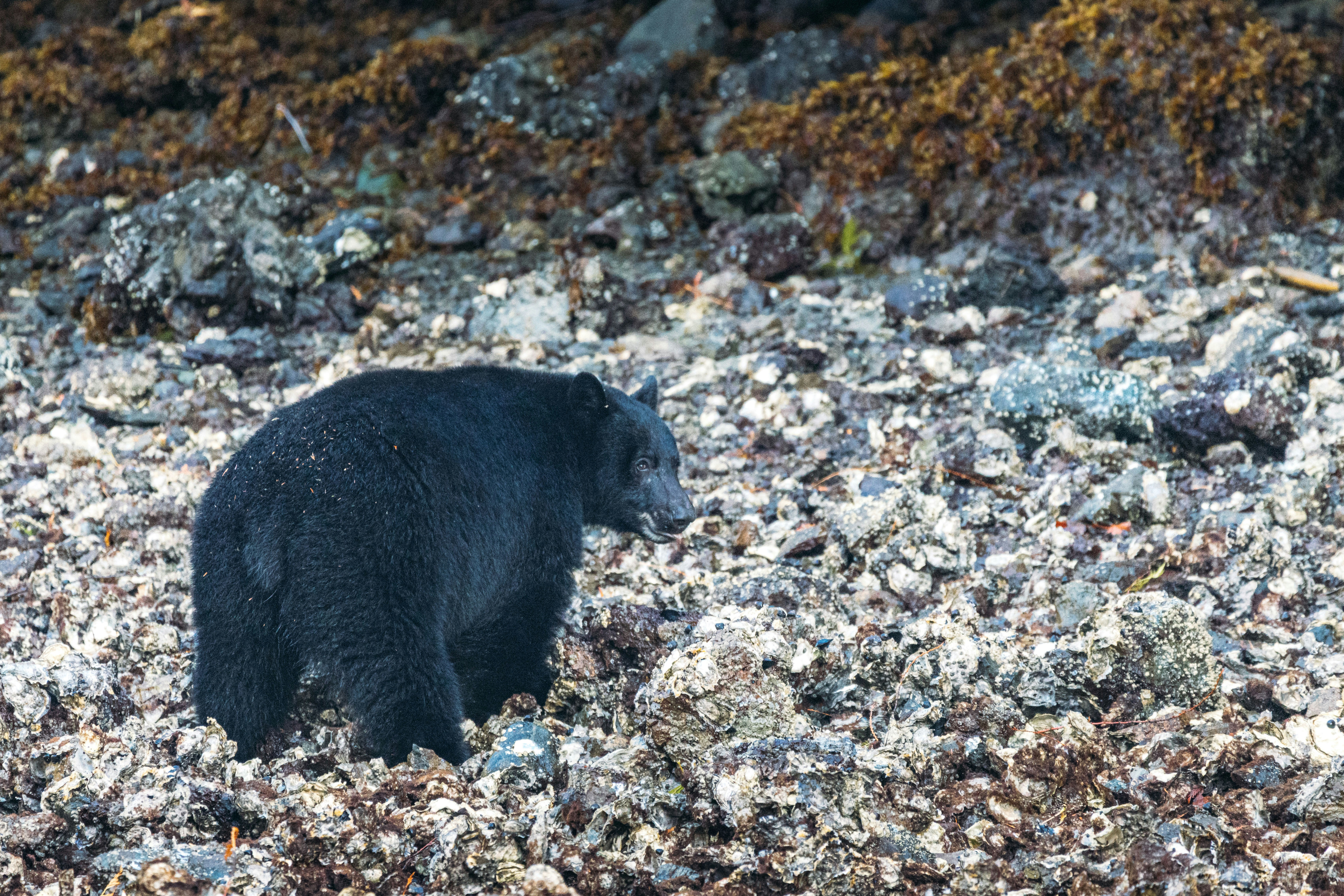 A black bear walks on a rocky, shell-covered shore.