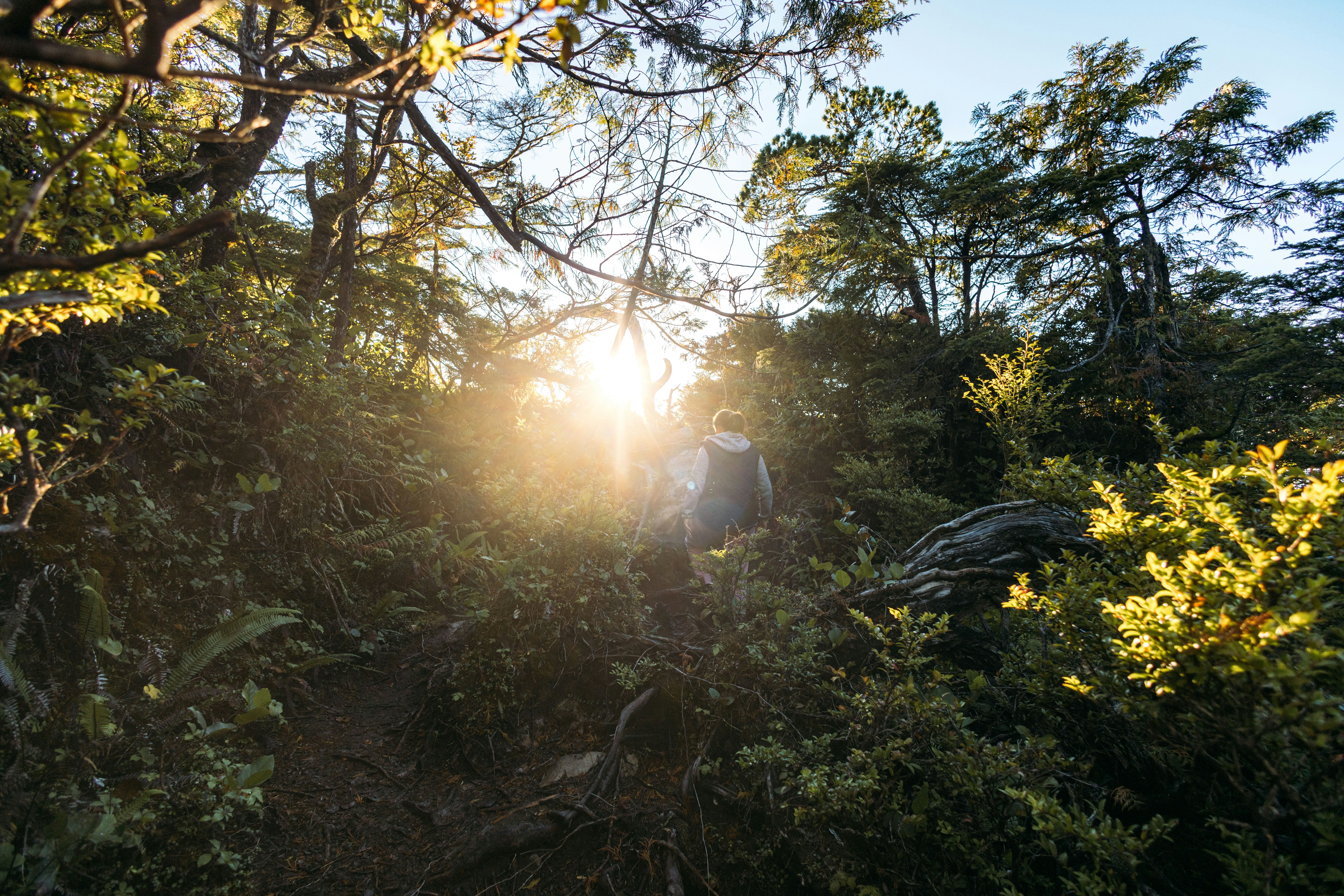 Sunlit Trek: A Hiker Emerges from the Ferns as Dawn Breaks Through the Trees