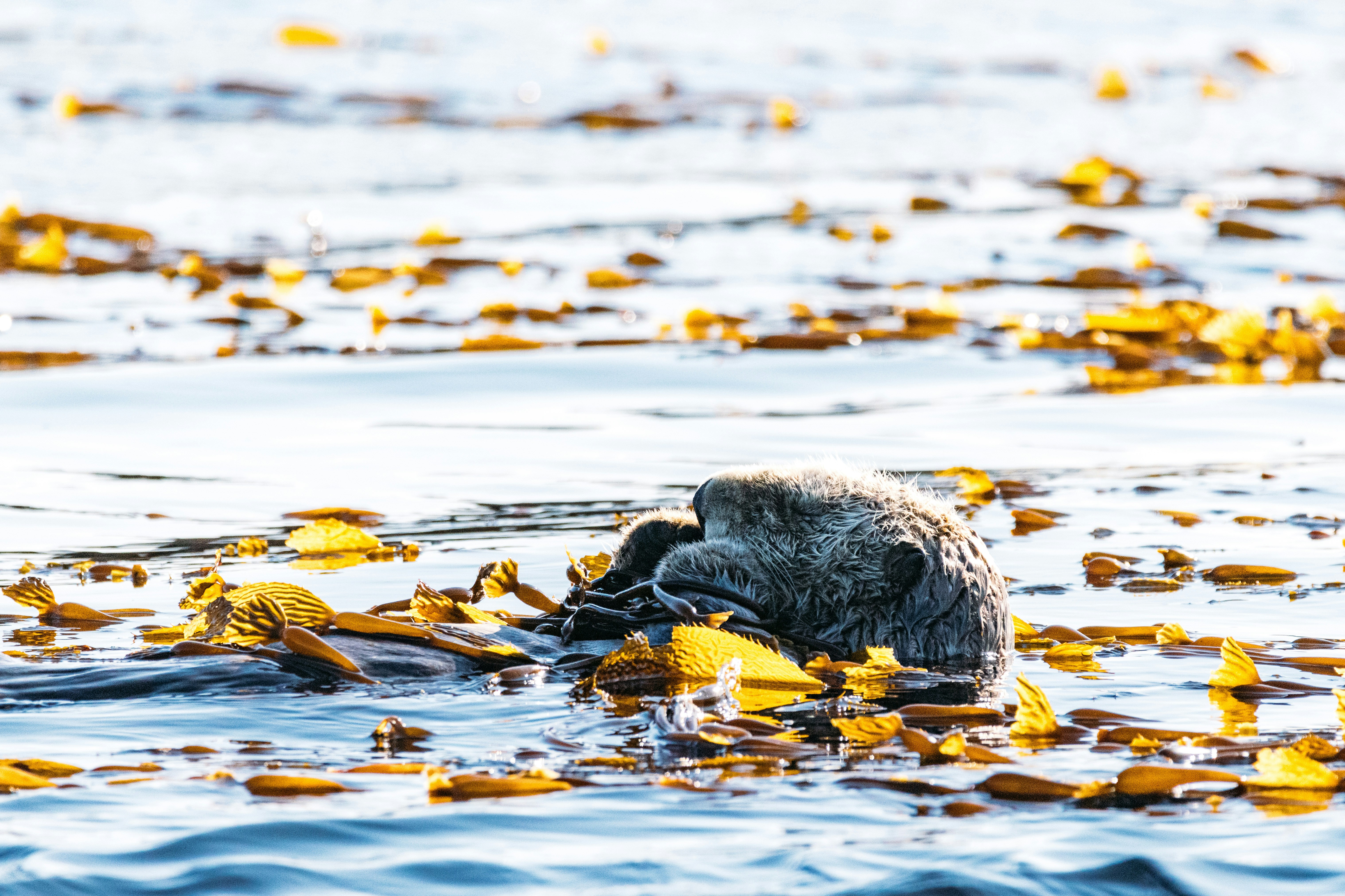 Gray seal resting among autumn leaves on sunlit water