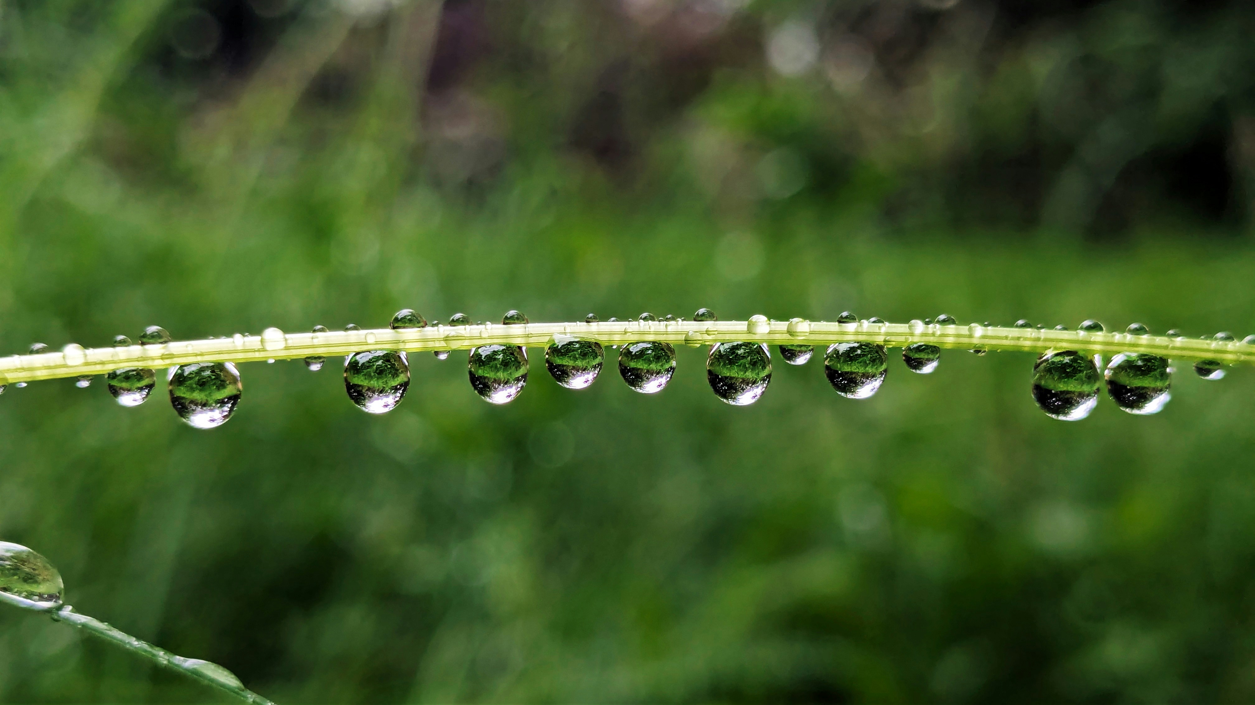 Dew-dropped thread: a lone blade with glistening beads