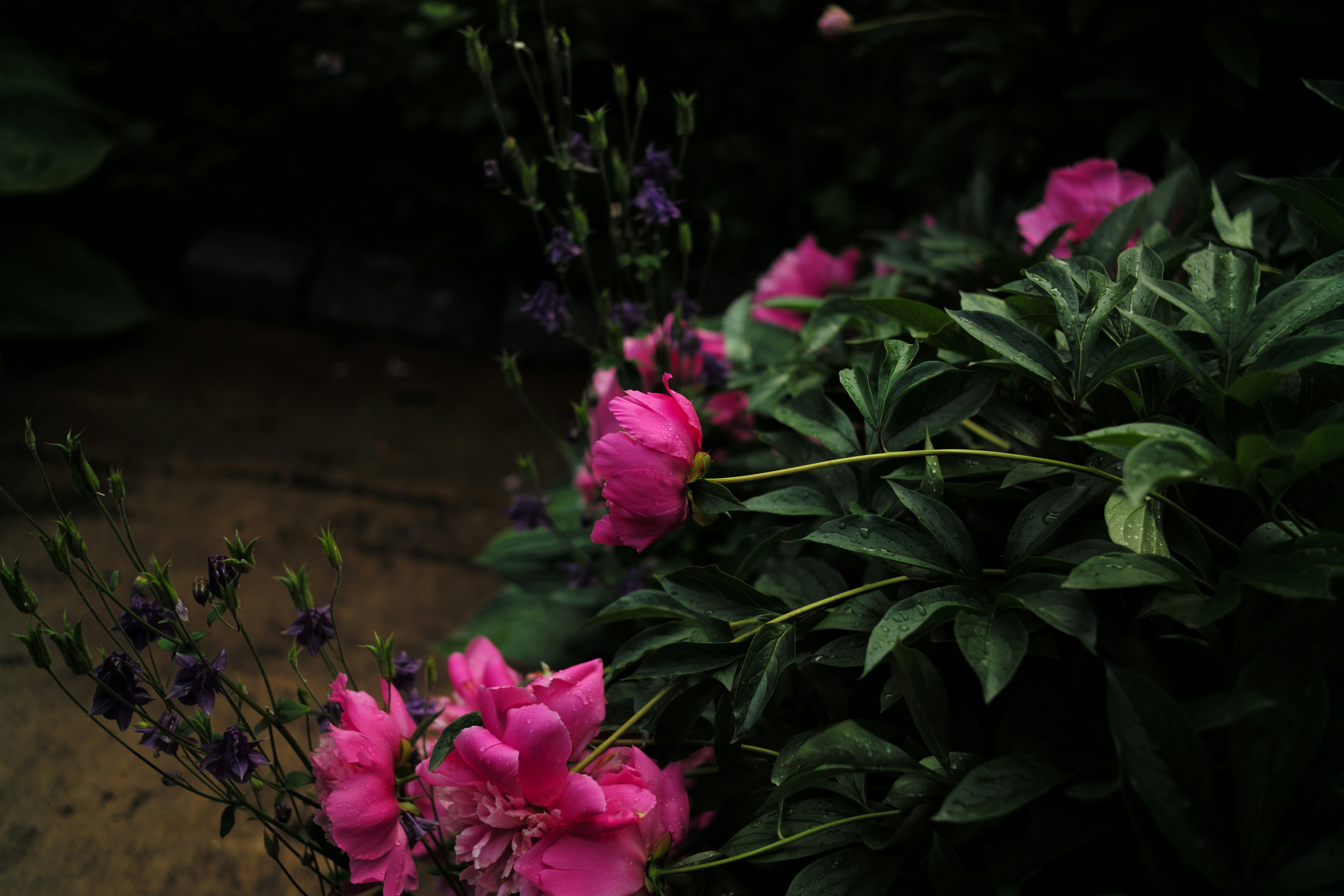 Pink Peony Whisper: A Quiet Bloom Against Dark Foliage