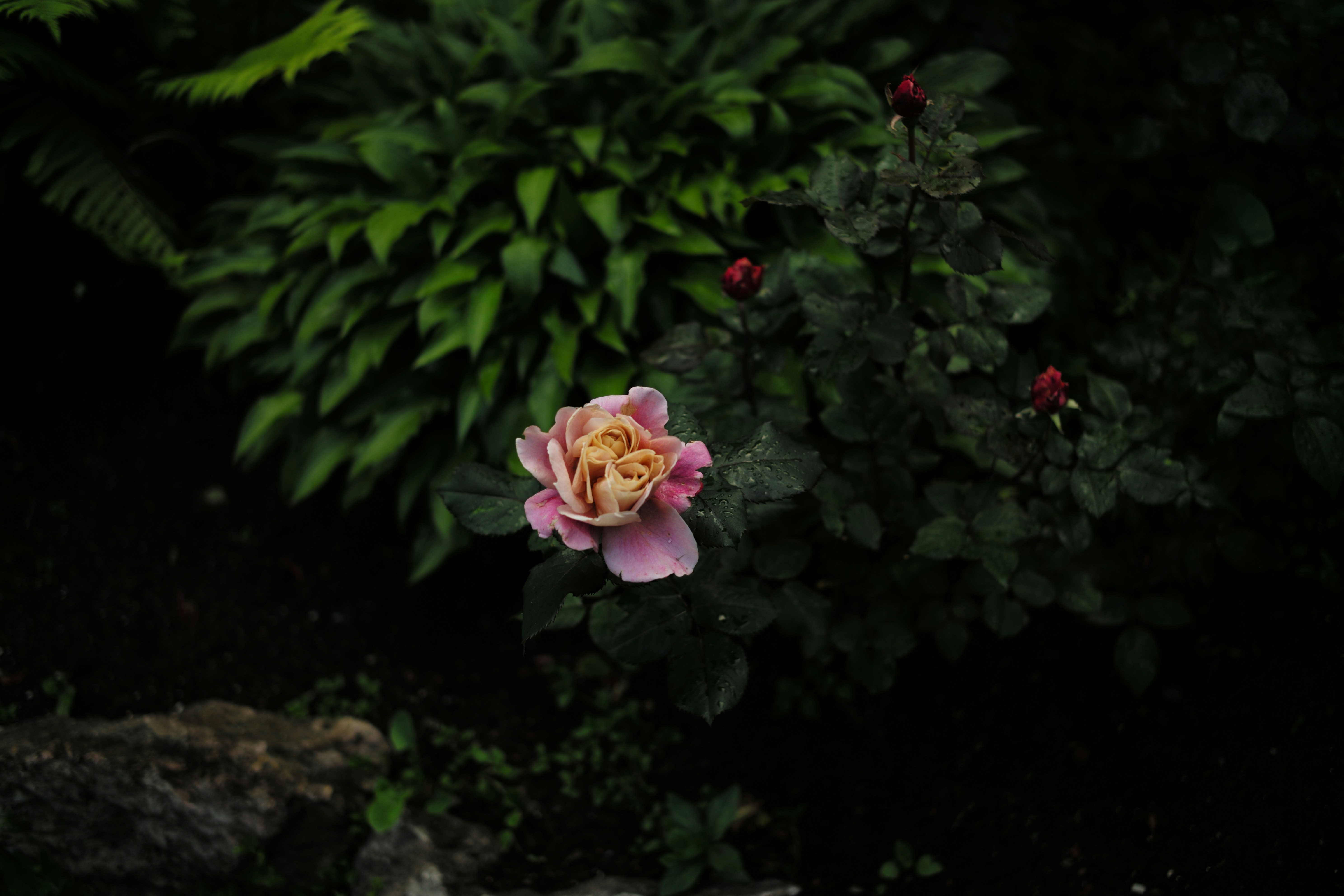 Pink Rose Spotlight in a Shadowed Bed