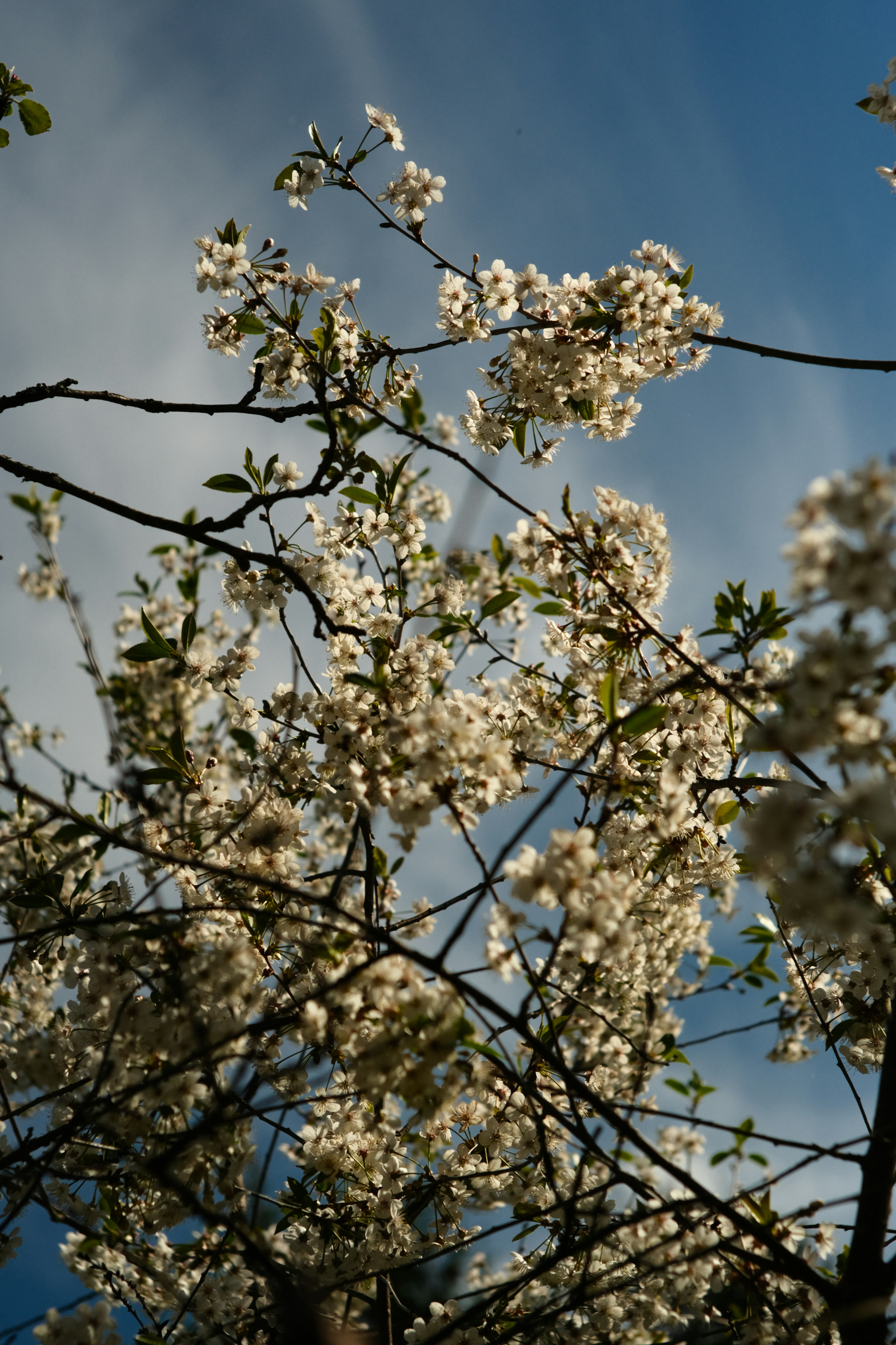 Blossoms Against a Sky‑Blue Frame