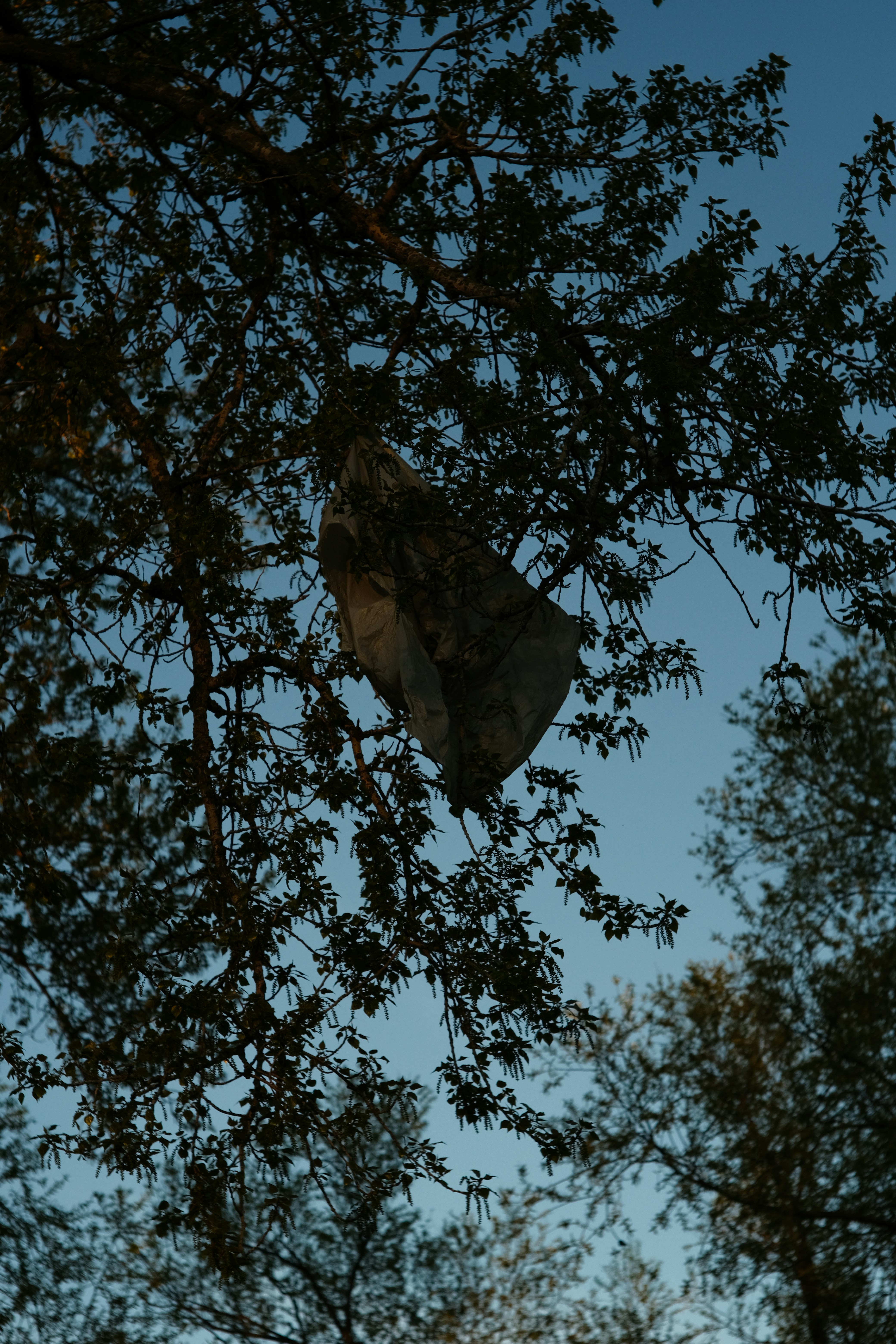 Silhouette of a Hidden Kite in Twilight Canopy
