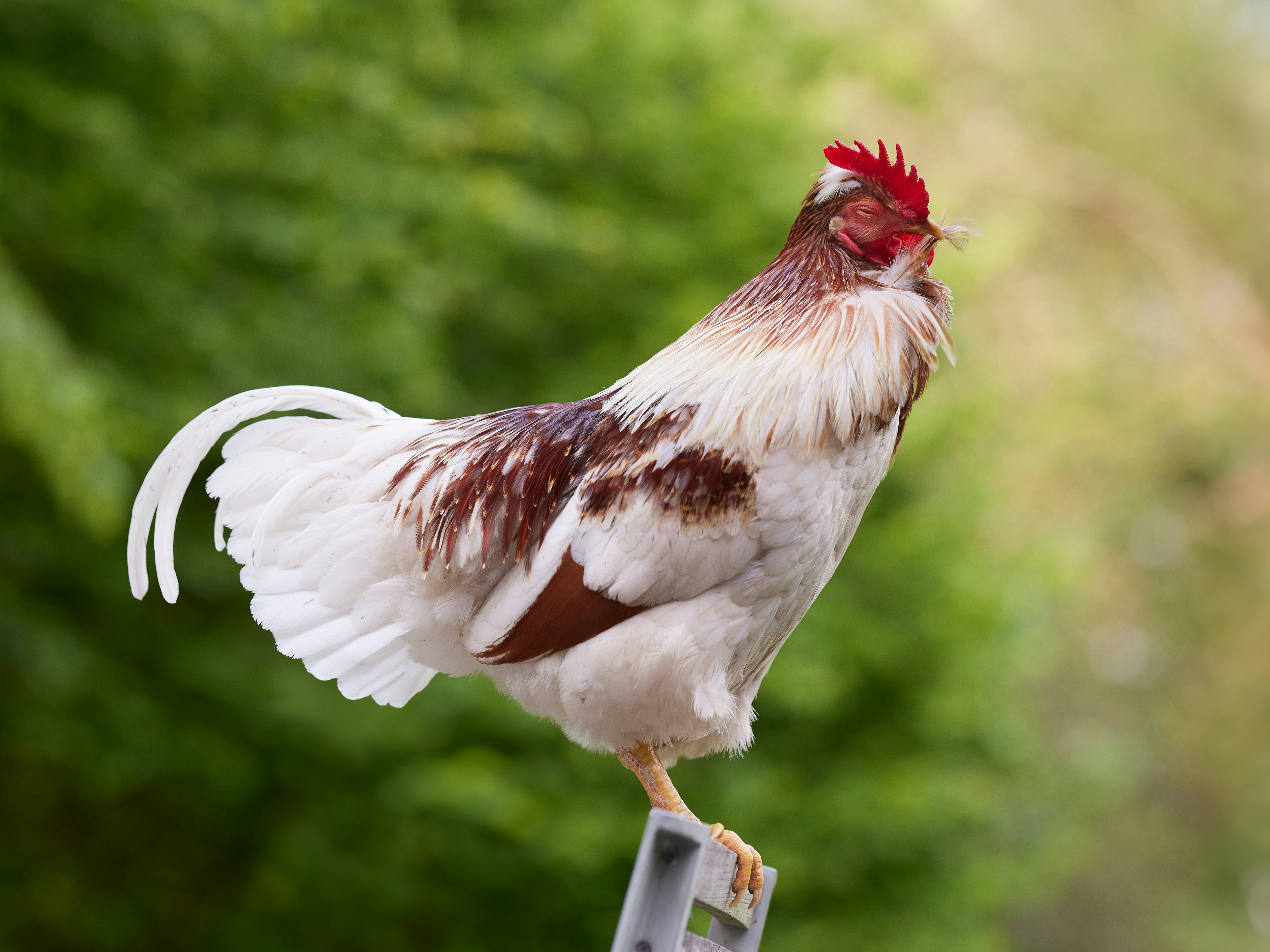 Regal Rooster on a Perch: A Portrait of Color and Stance
