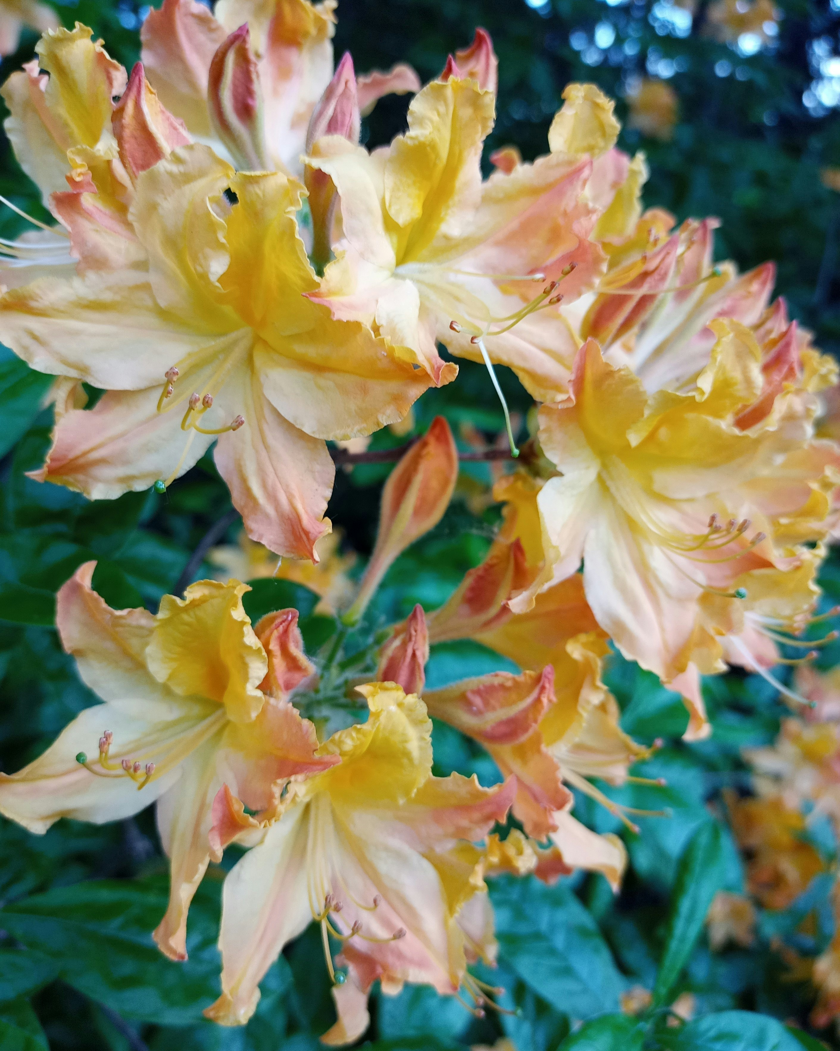 Sunlit Coral Blossoms: A Burst of Peach and Yellow in a Garden