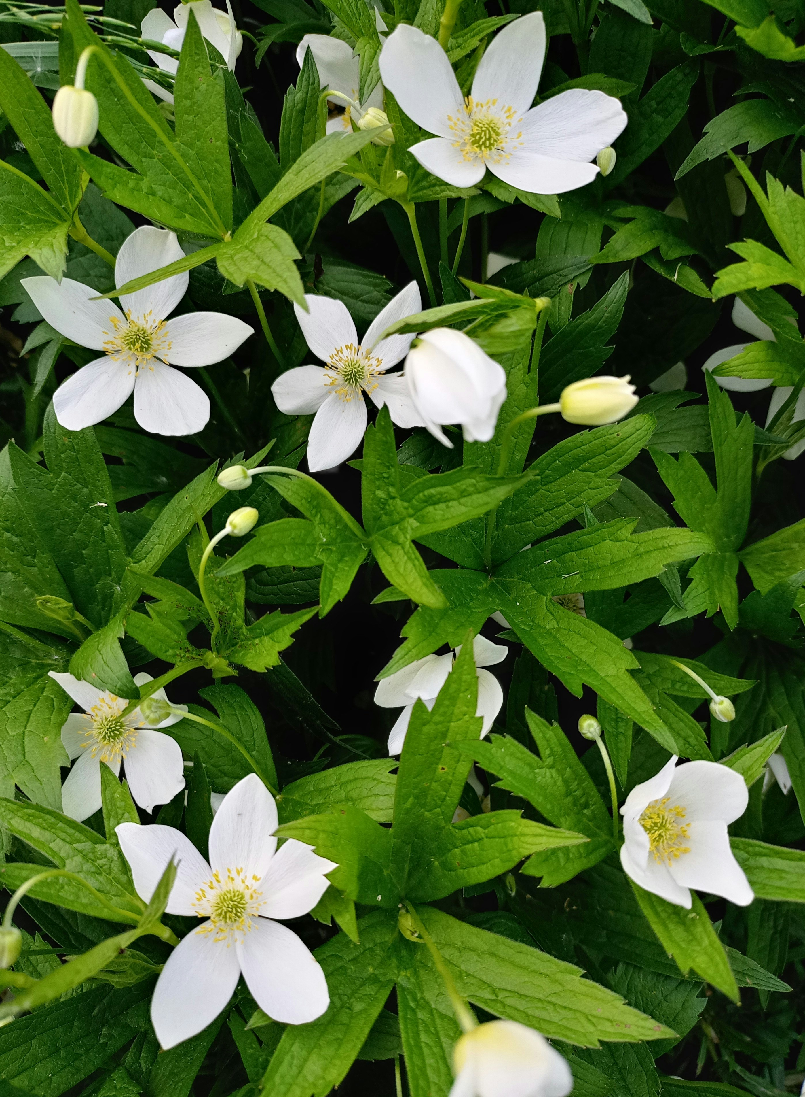 White Petals in a Cloister of Green