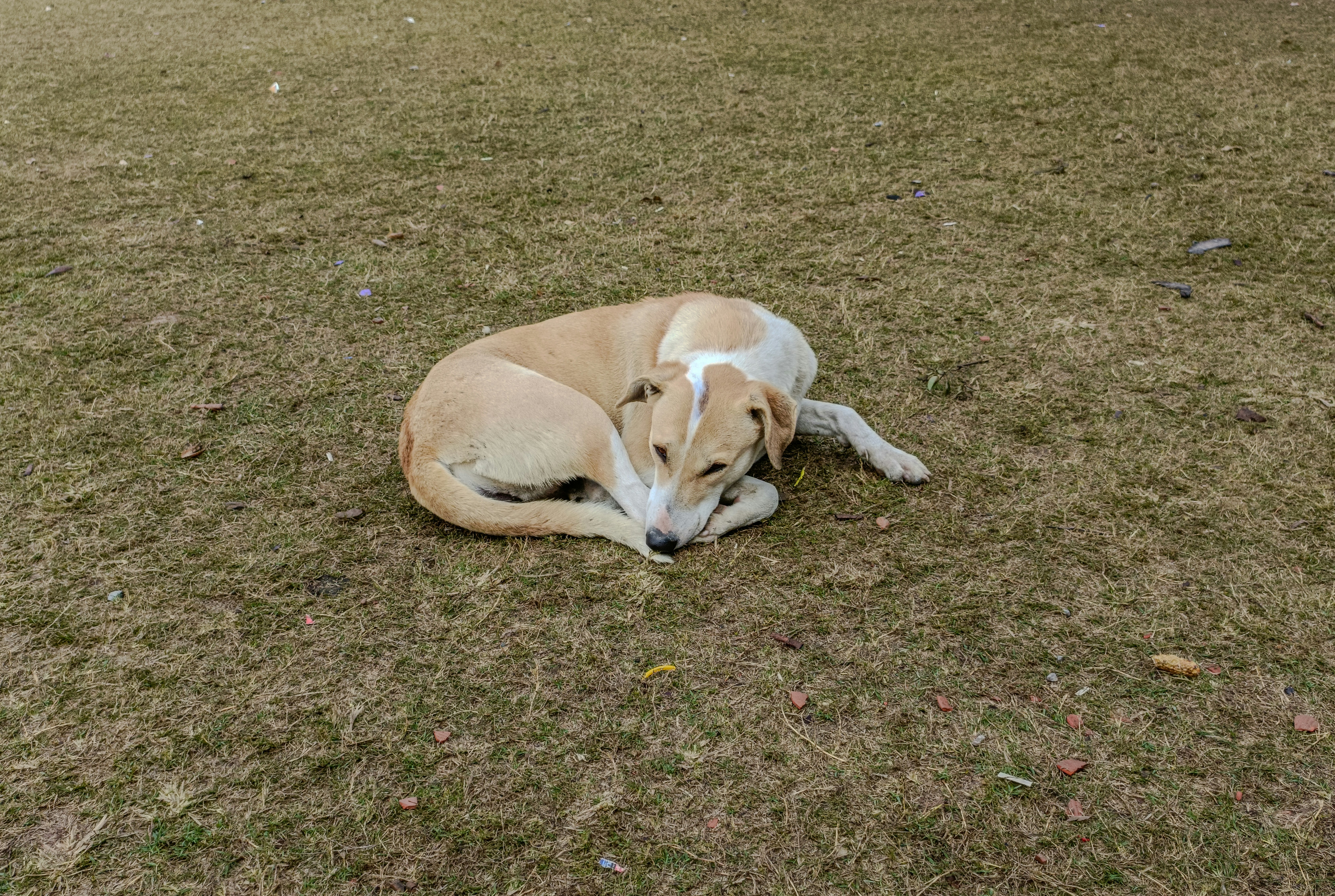 Low-profile resting dog on grassy field with subtle autumn leaves scattered; the shot emphasizes calm, natural repose.