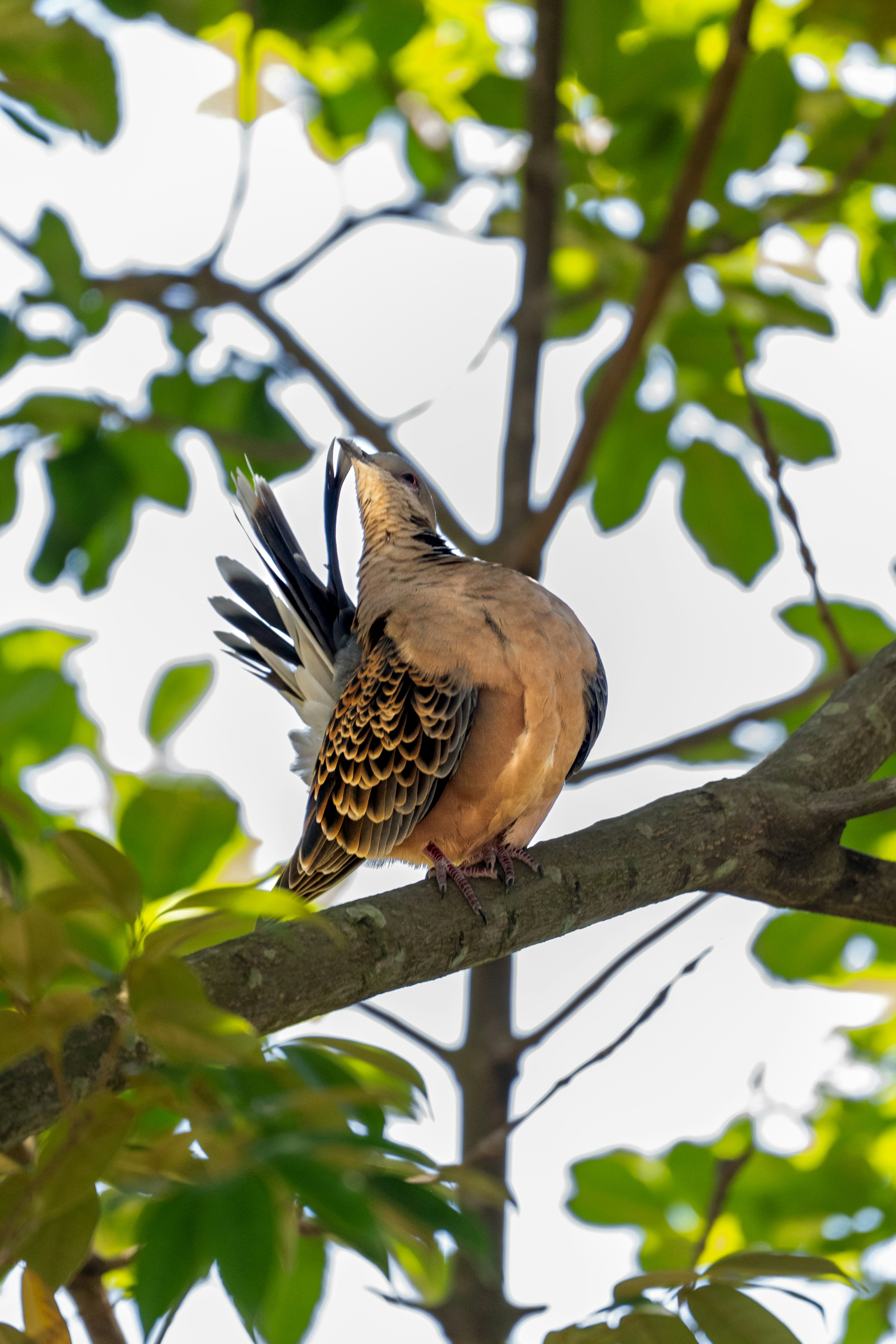 Perched in the Sun: A Chestnut Bird Hooded by Green Canopy