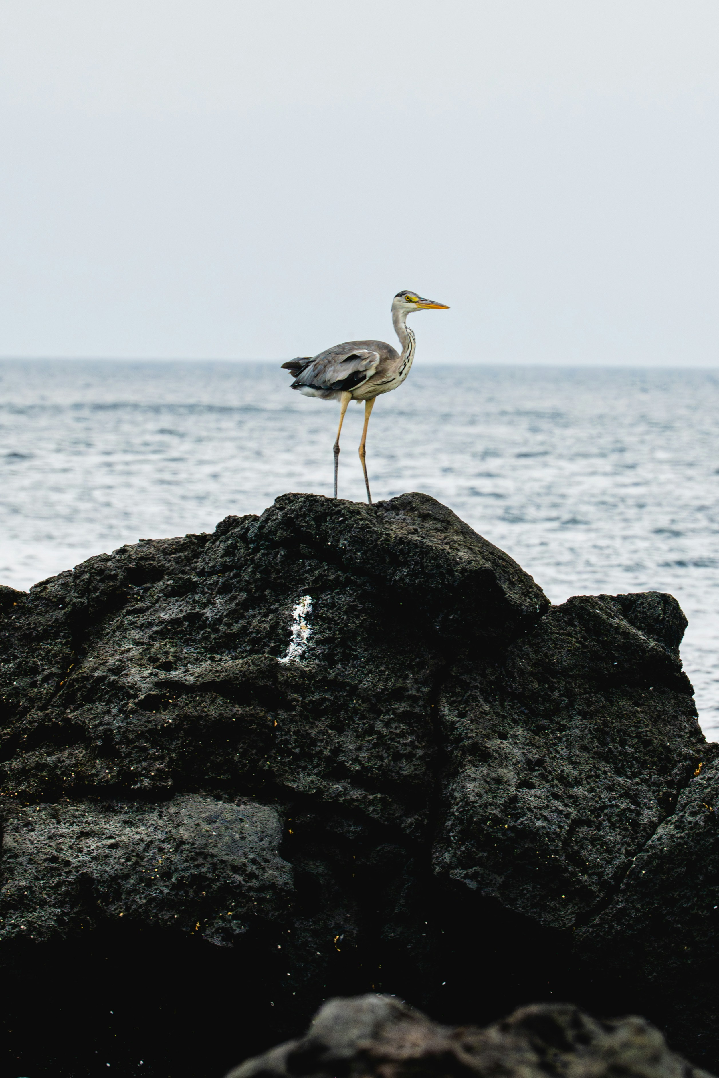 Heron Crest: A Quiet Sentinel on the Coastal Rock