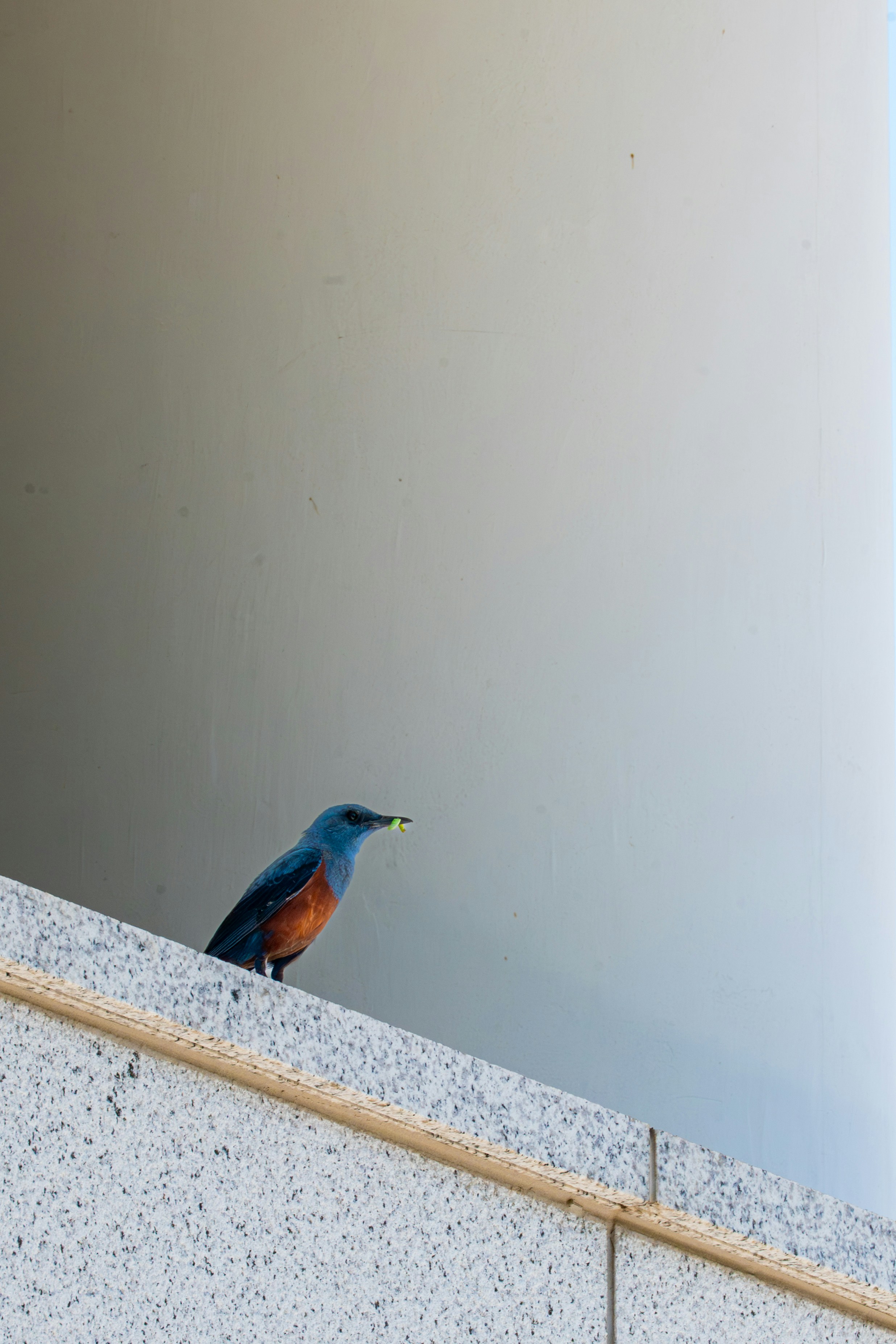 Azure kingfisher perched on a concrete ledge against a pale vertical wall, small green beak catching light. This is a photographically calm street-side scene with a single bird as the focal point.