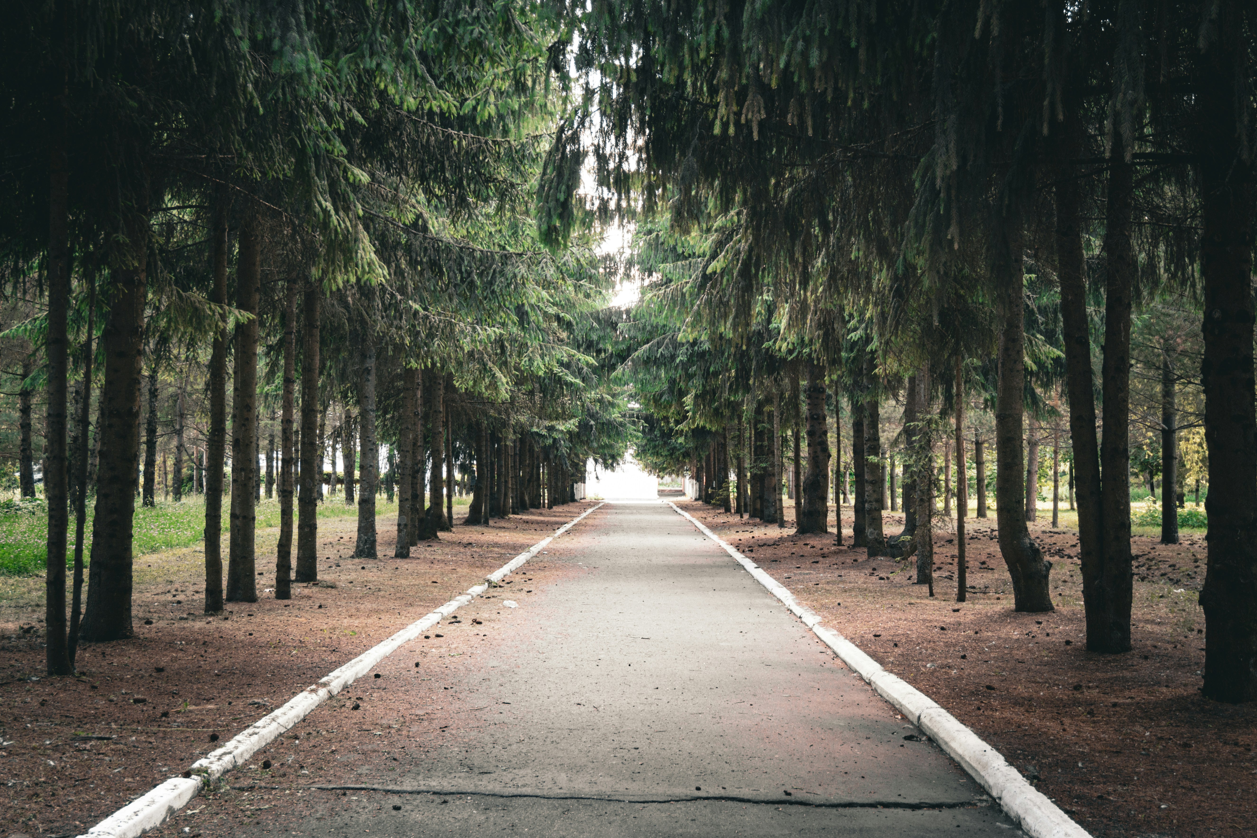 Central Avenue Through the Conifer Corridor