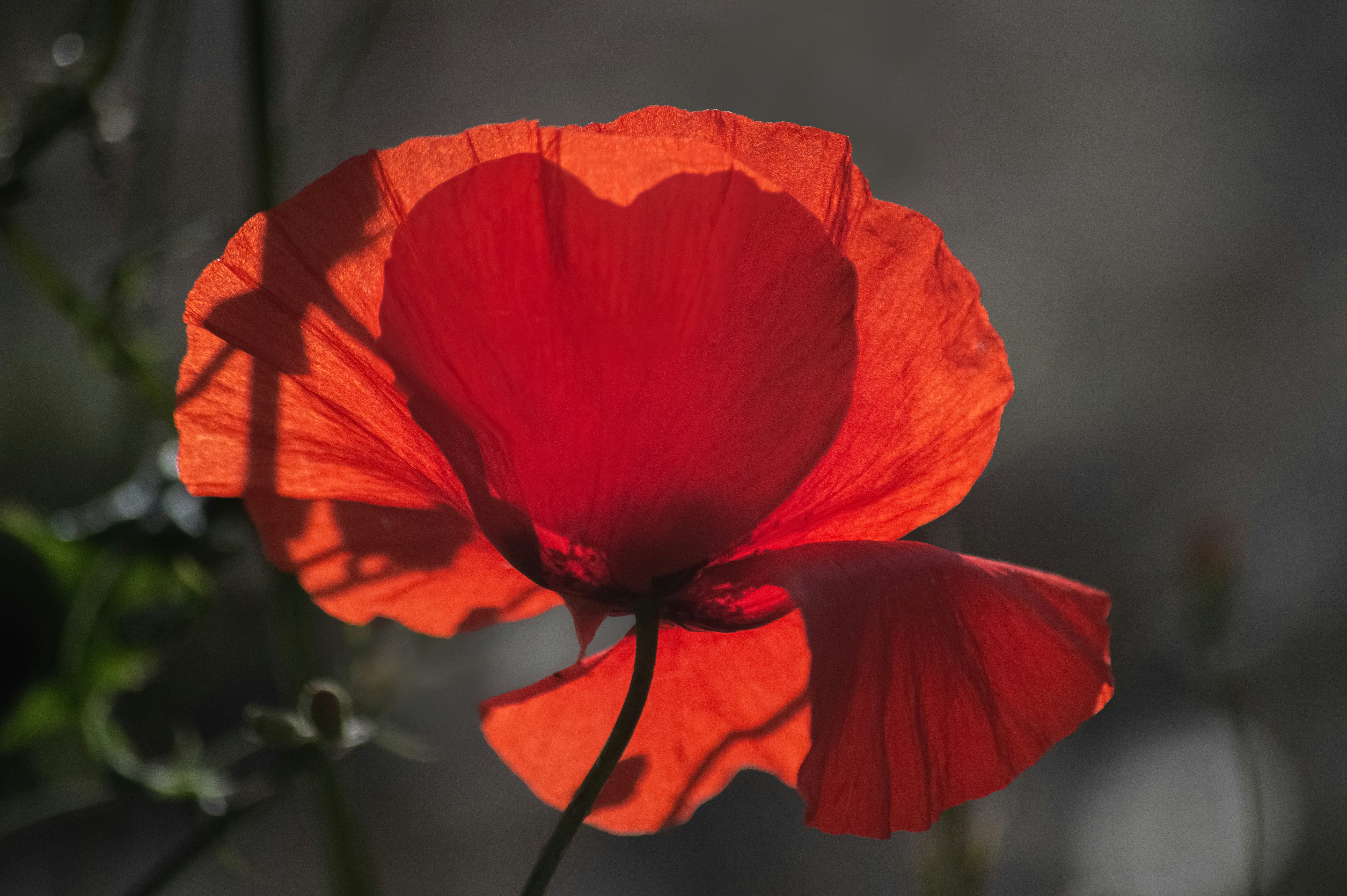 Two bright red poppy flowers aligned vertically on slender green stems stand out against a clear blue sky, with translucent petals backlit by sunlight. Minimalist composition emphasising vivid colour contrast and natural detail, suitable for editorial, commercial and stock use.