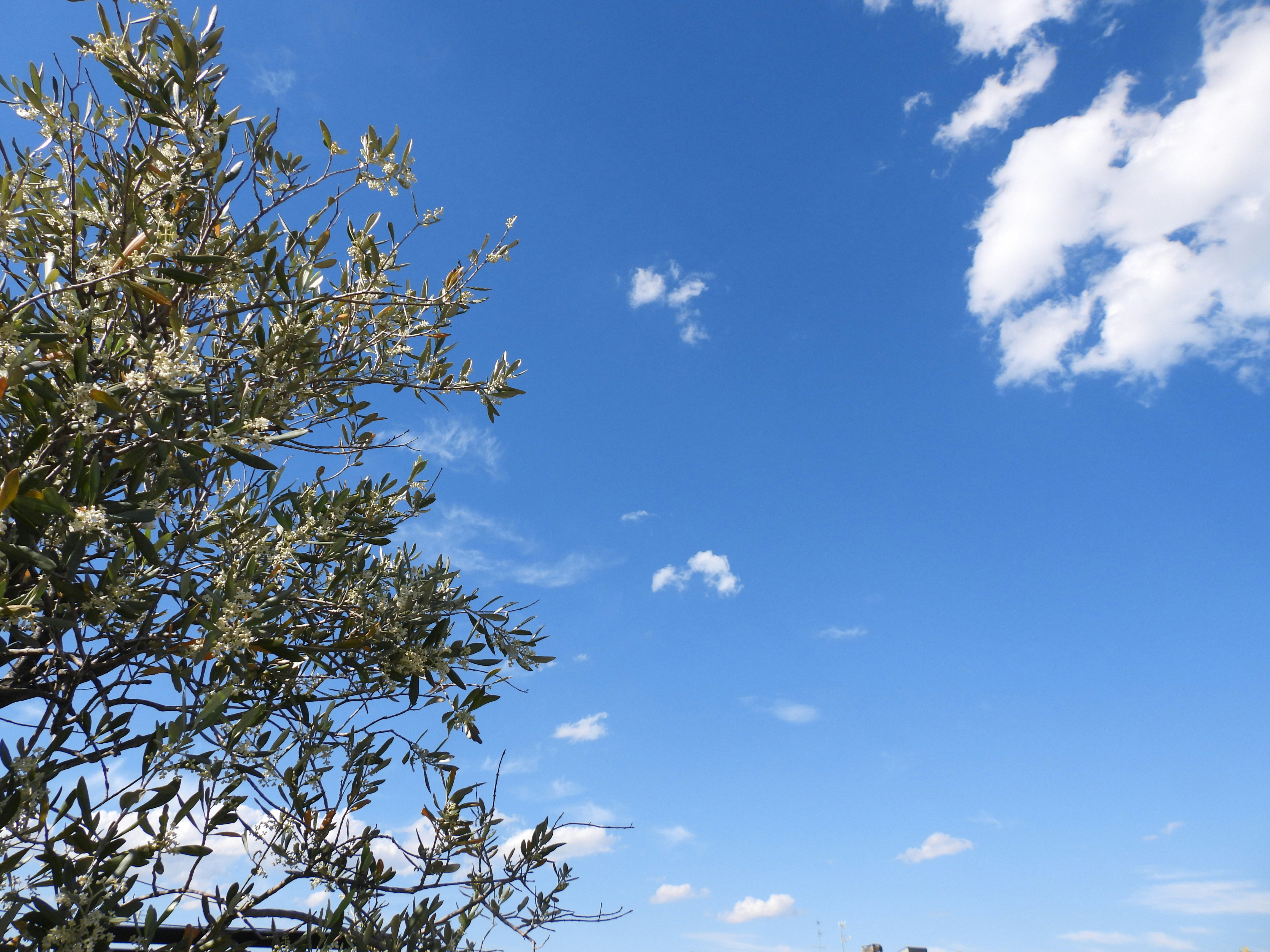 Olive Branch against a Vast Blue Sky