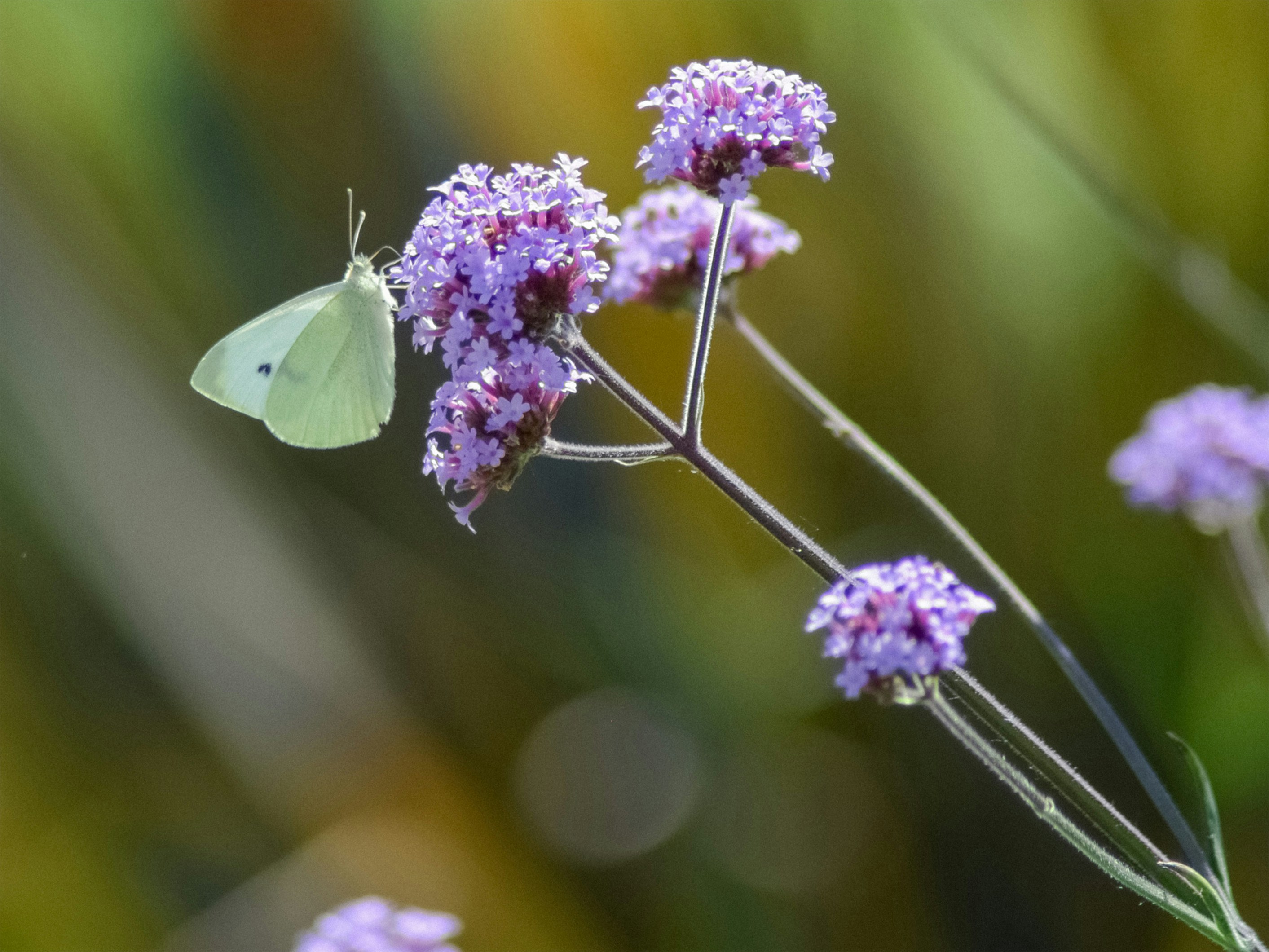 Soft Green Moth on Lavender Bloom