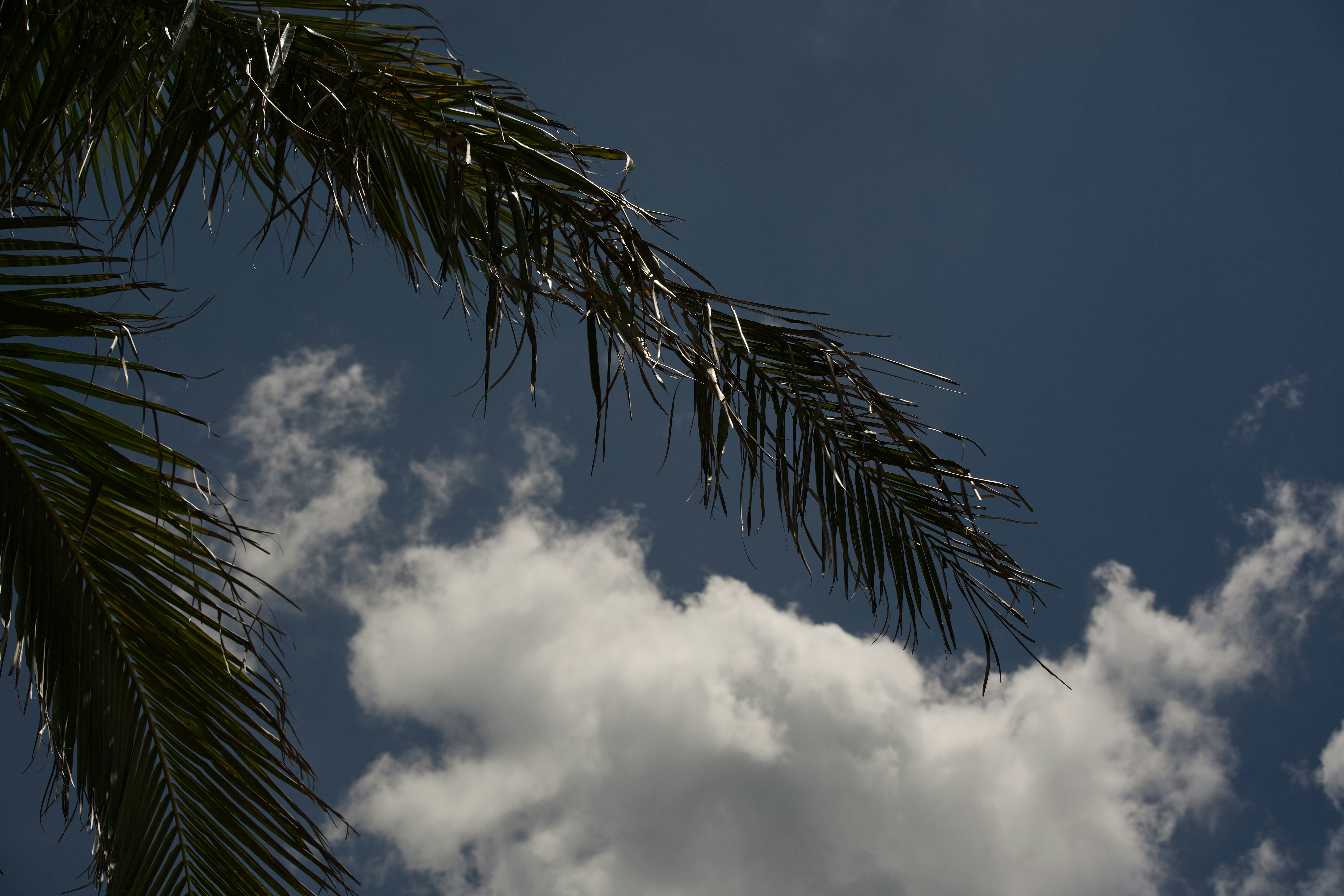 Palm Fronds Against a Clear Sky