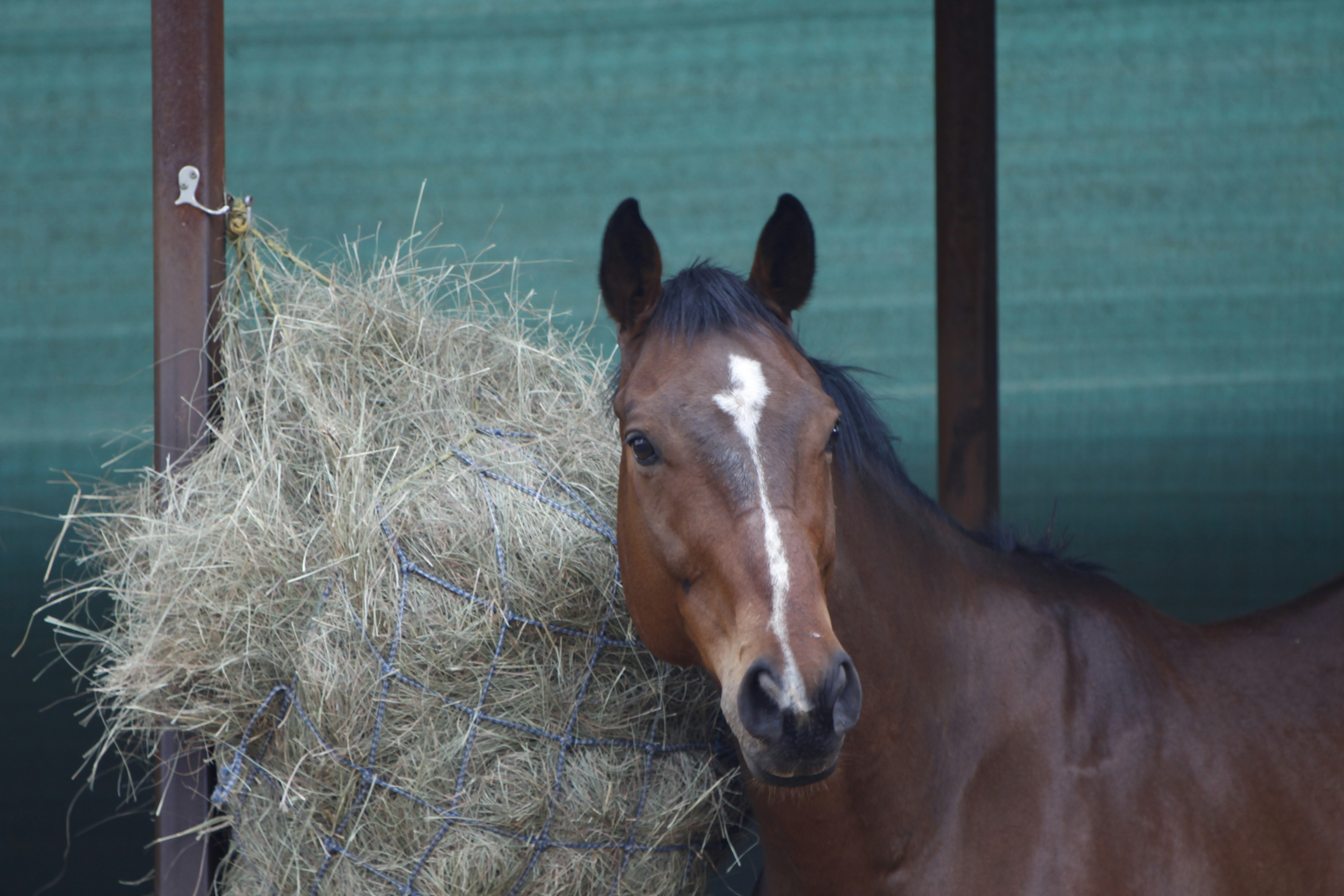 Hearth of Whispered Hay: A Portrait at the Stable Door