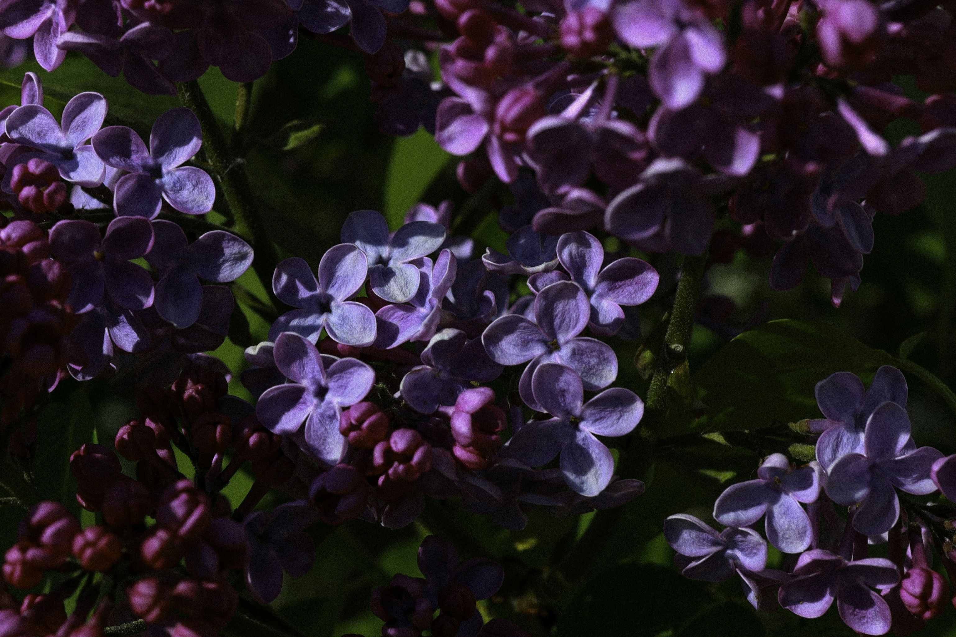 Vivid Hydrangea Cluster in Dappled Shade