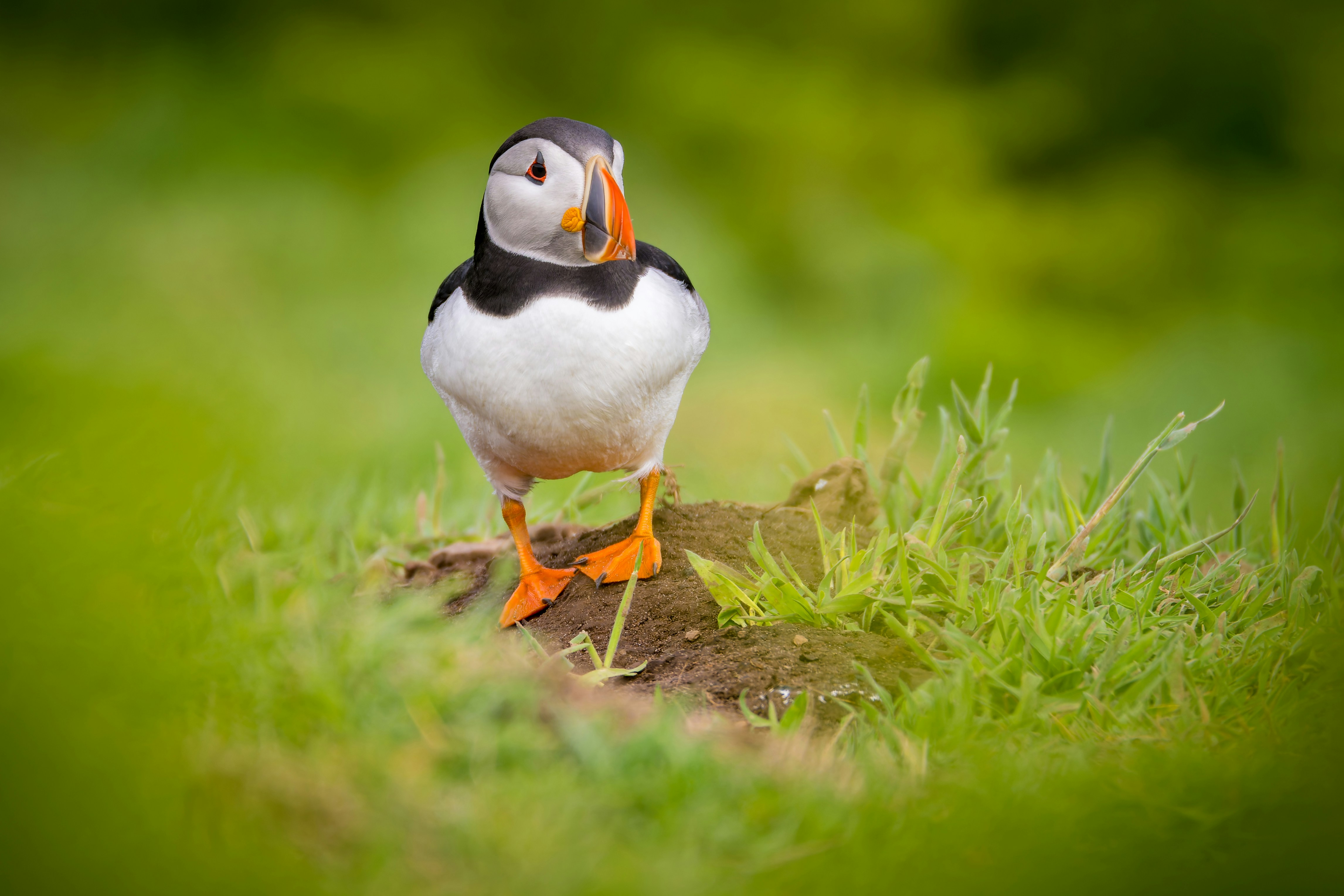 puffin - skomer