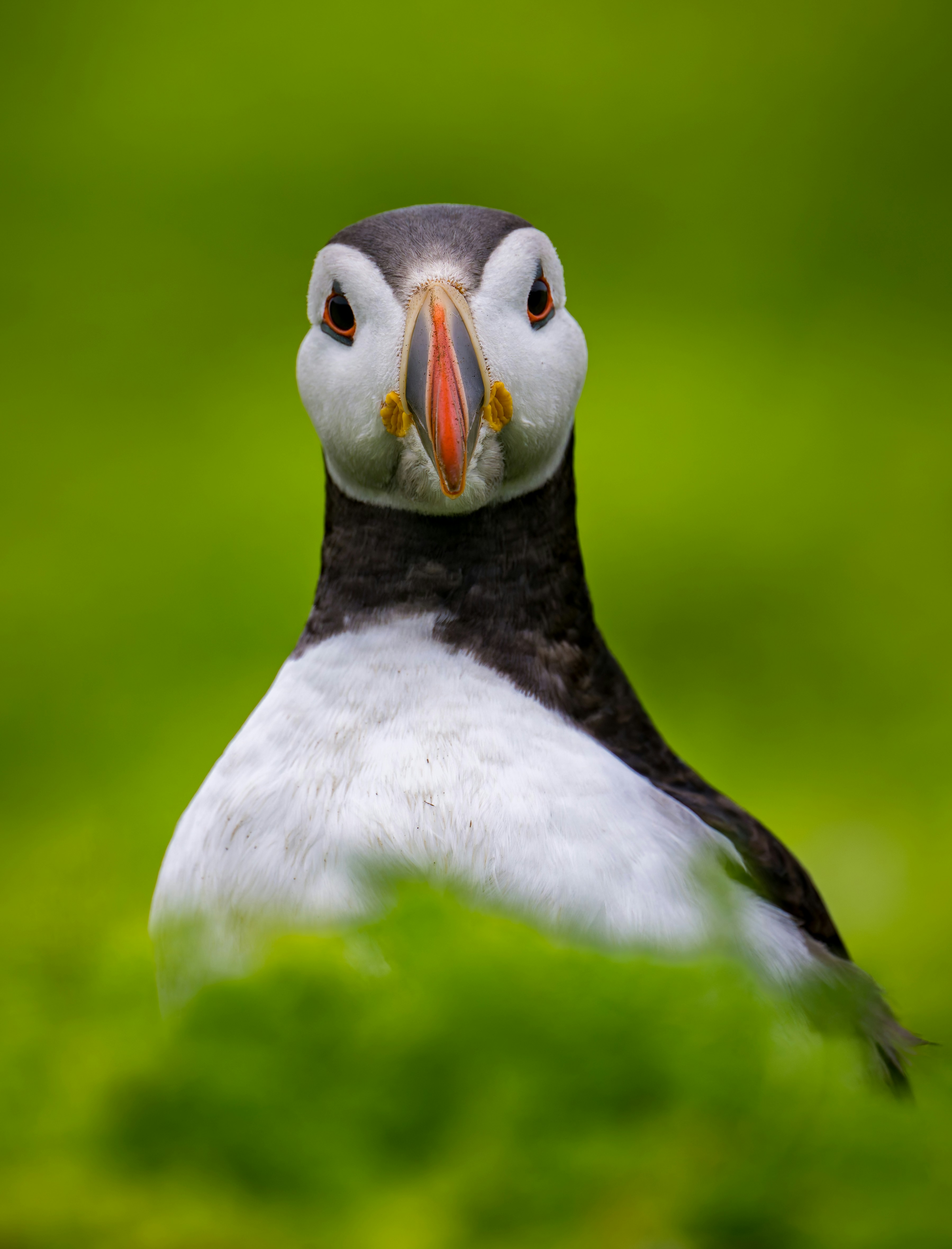 puffin - skomer