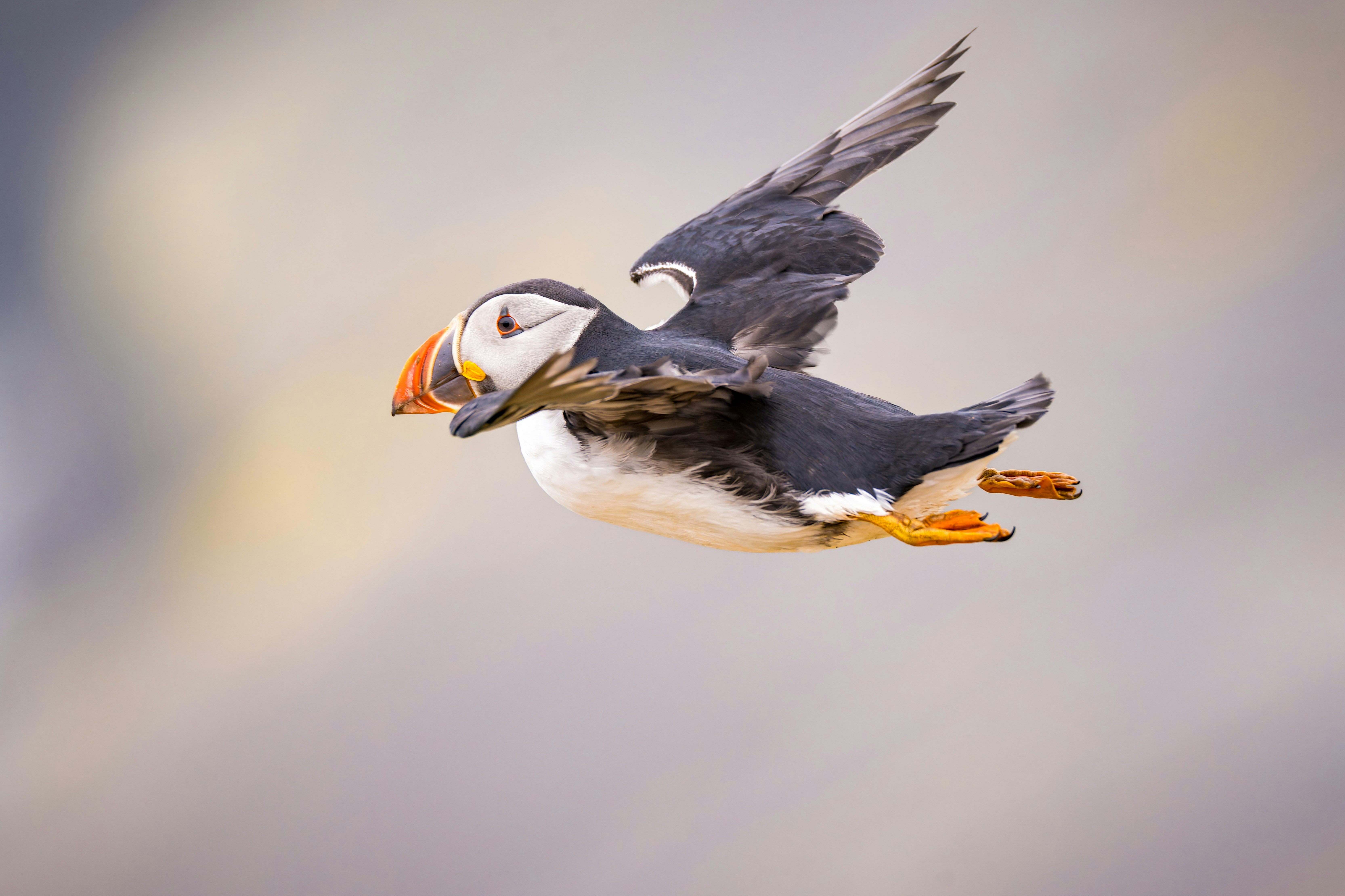 puffin - skomer