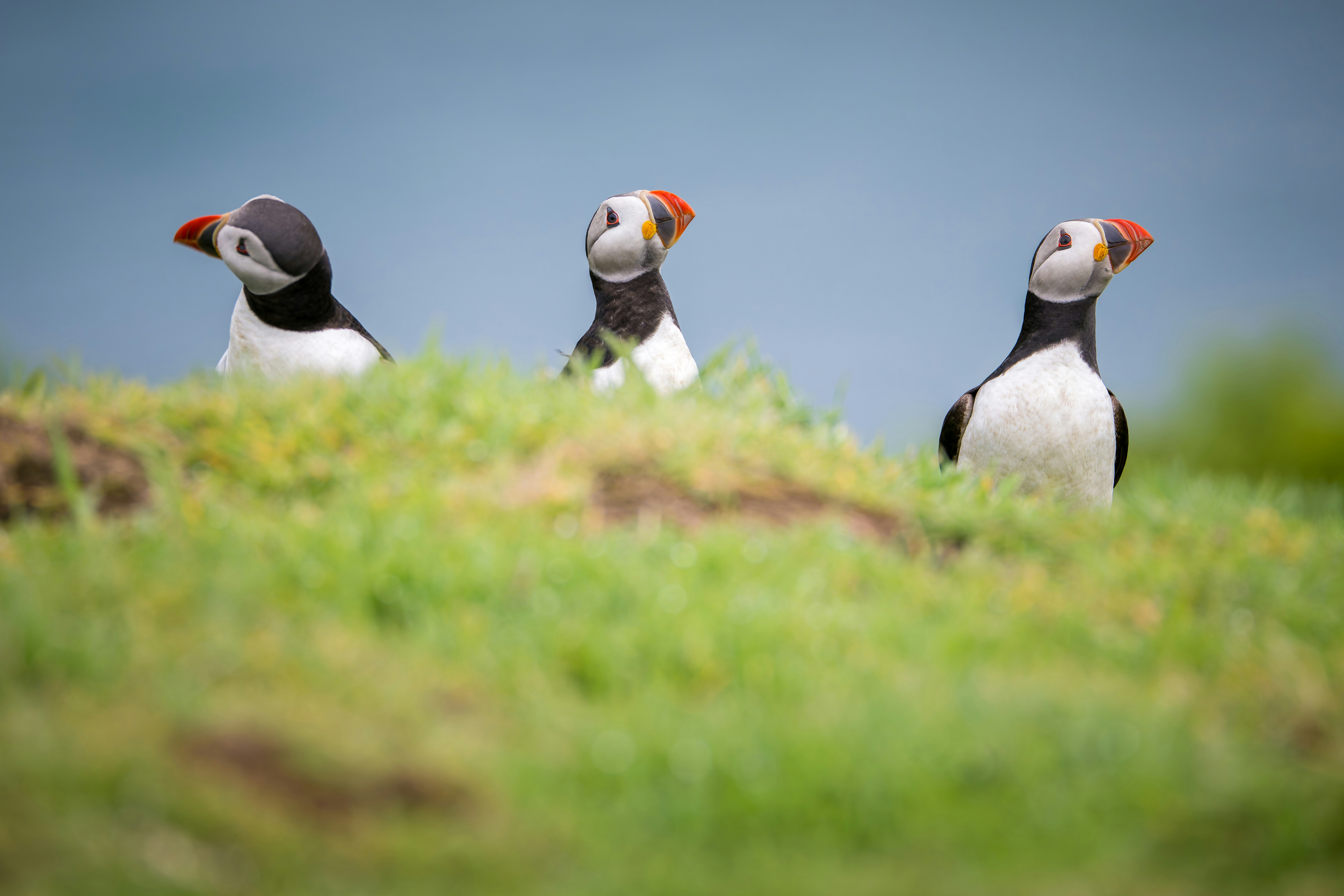 puffins - skomer