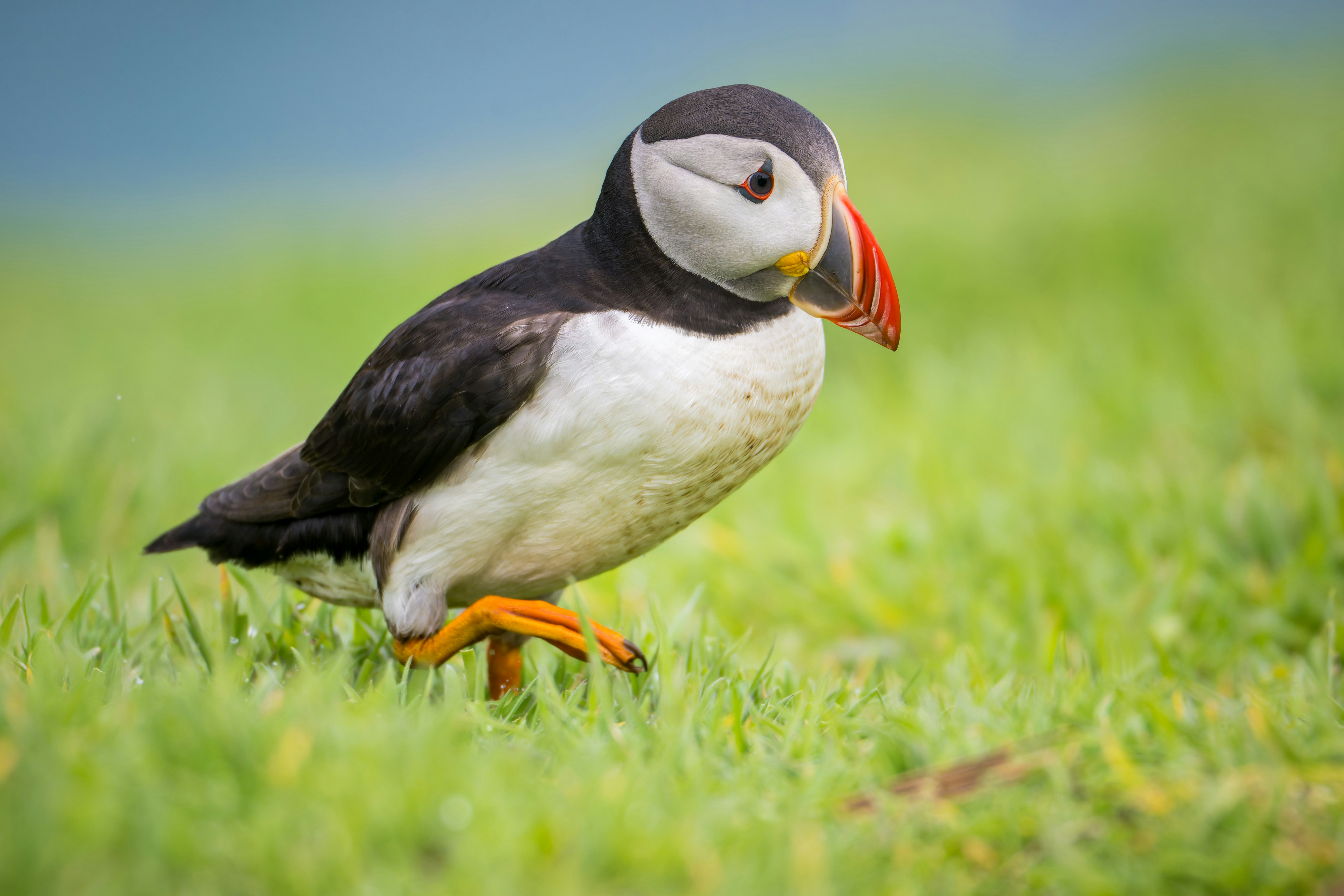 puffin - skomer