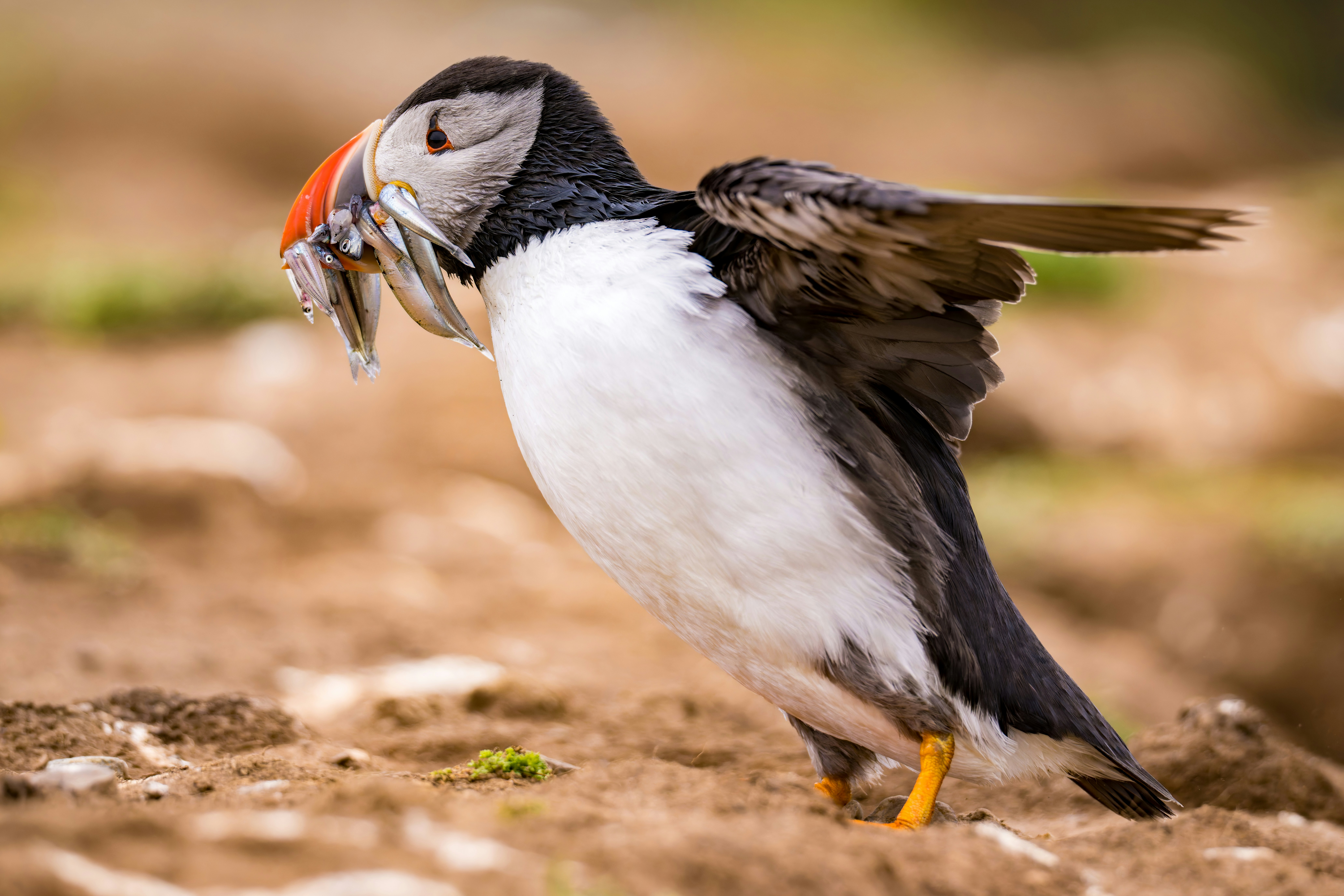 puffin with sand eels - skomer