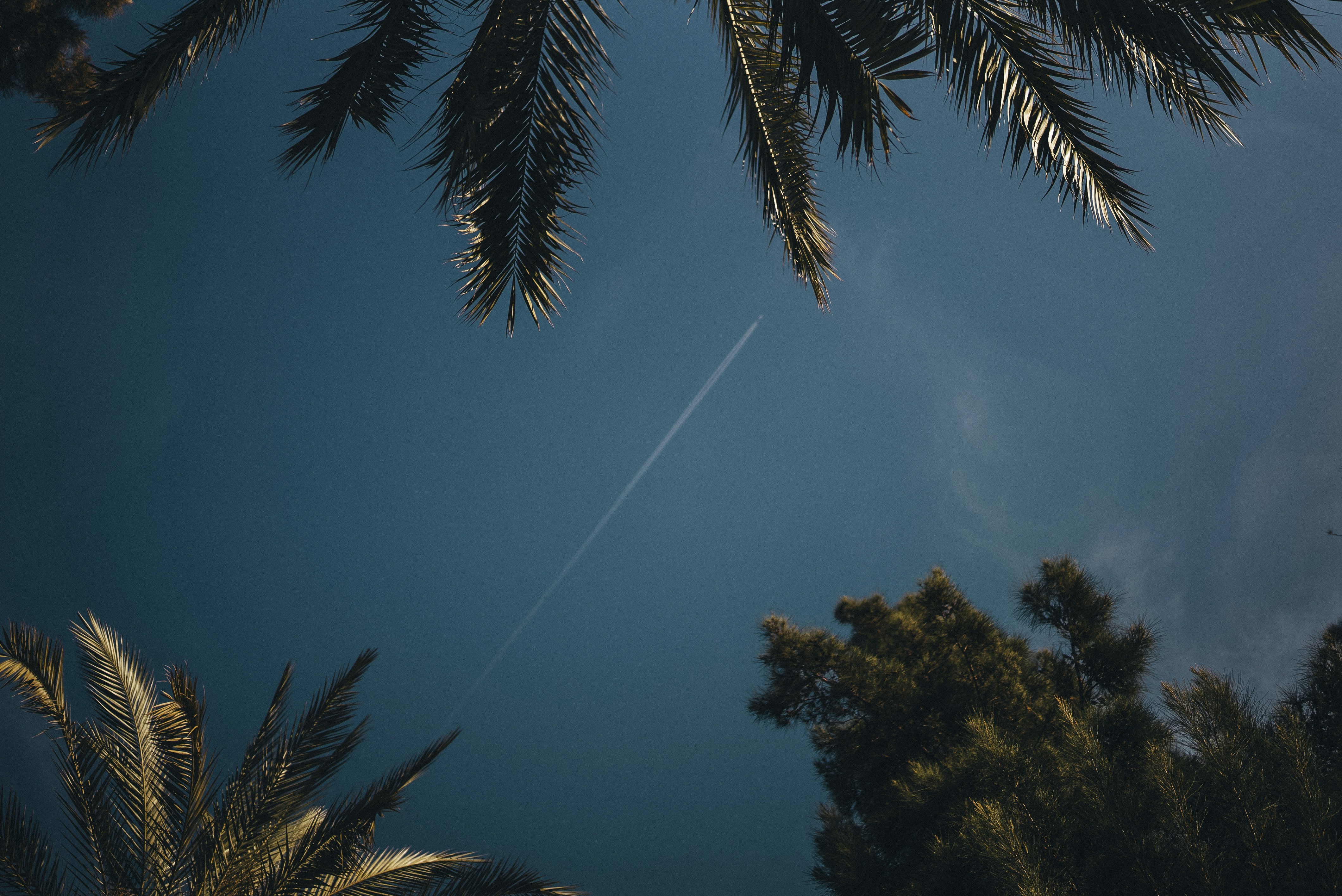 Dark blue sky with palm trees and an airplane contrail.