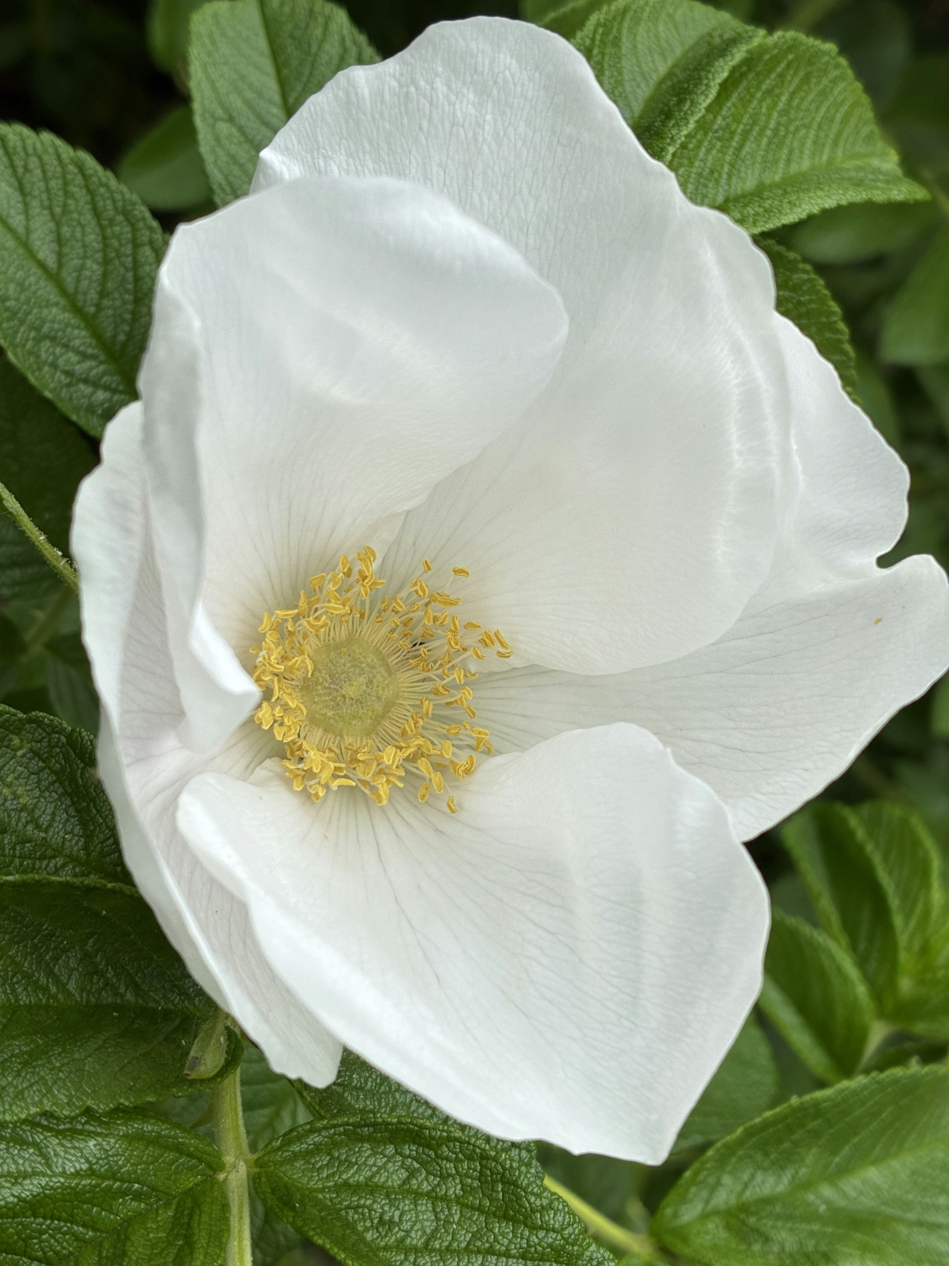 White Camellia in Fresh Green Frame