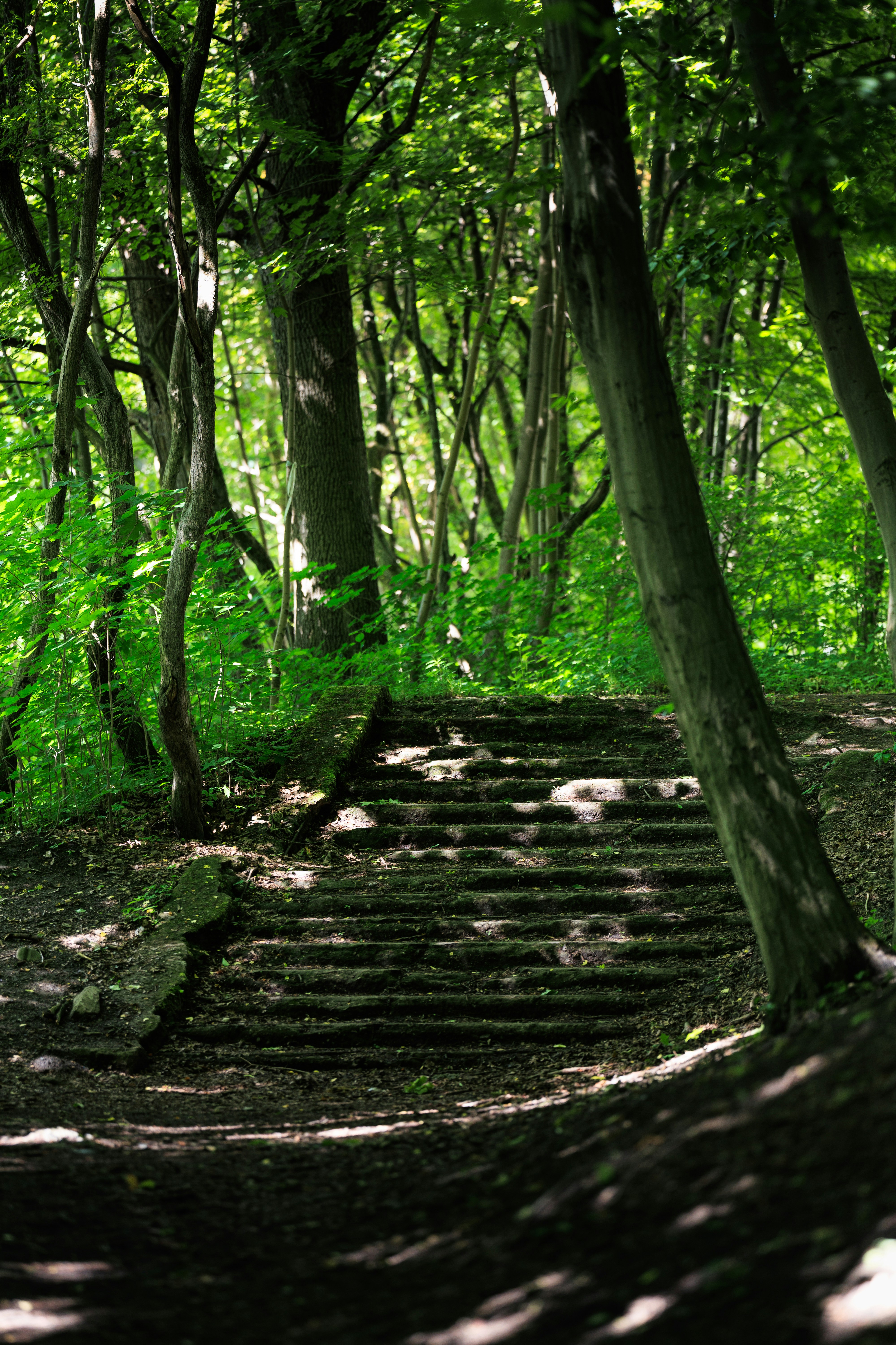 Sunlit Steps Through a Verdant Corridor