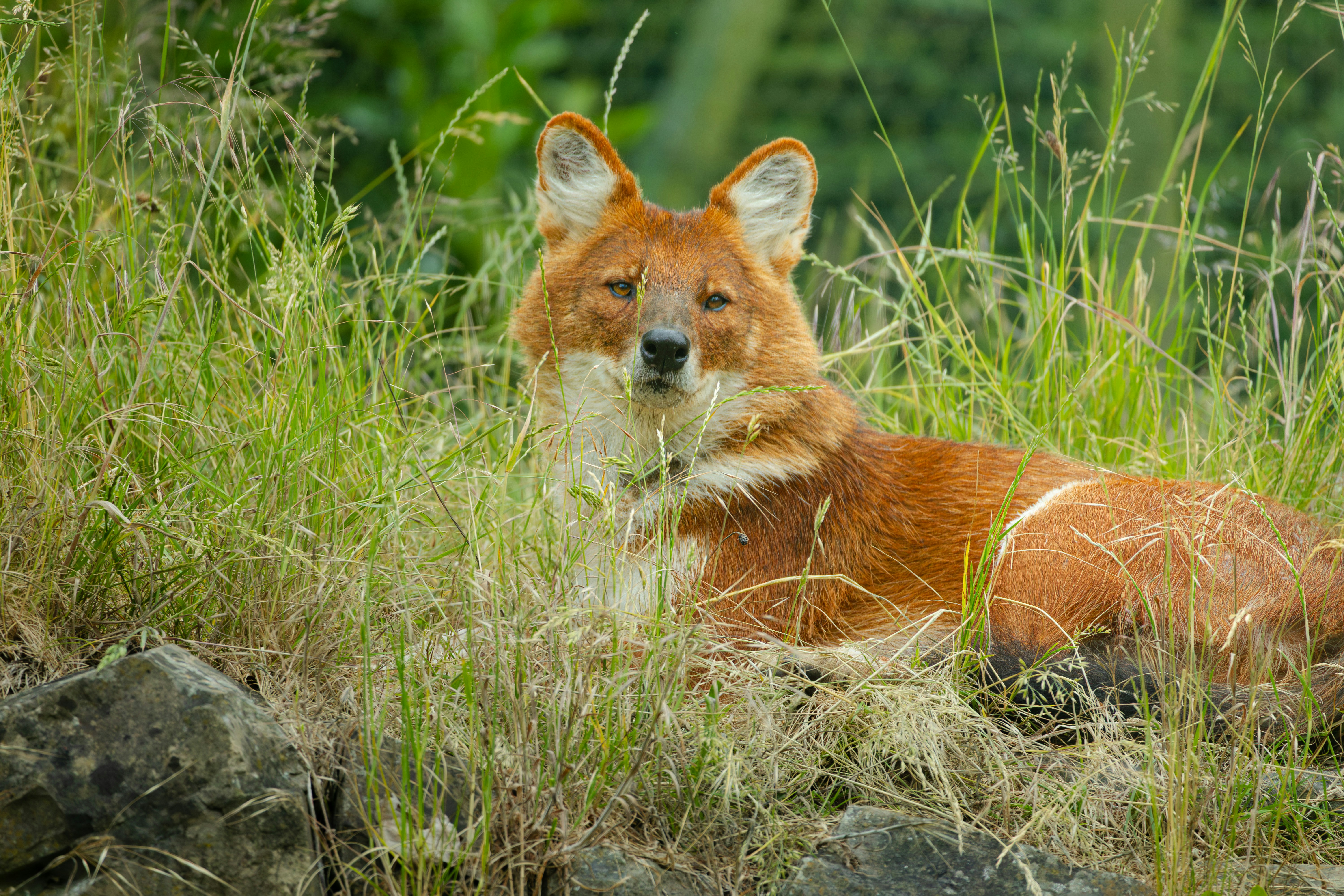 Red Fox in Golden Grass: Quiet Watch by the Riverbank