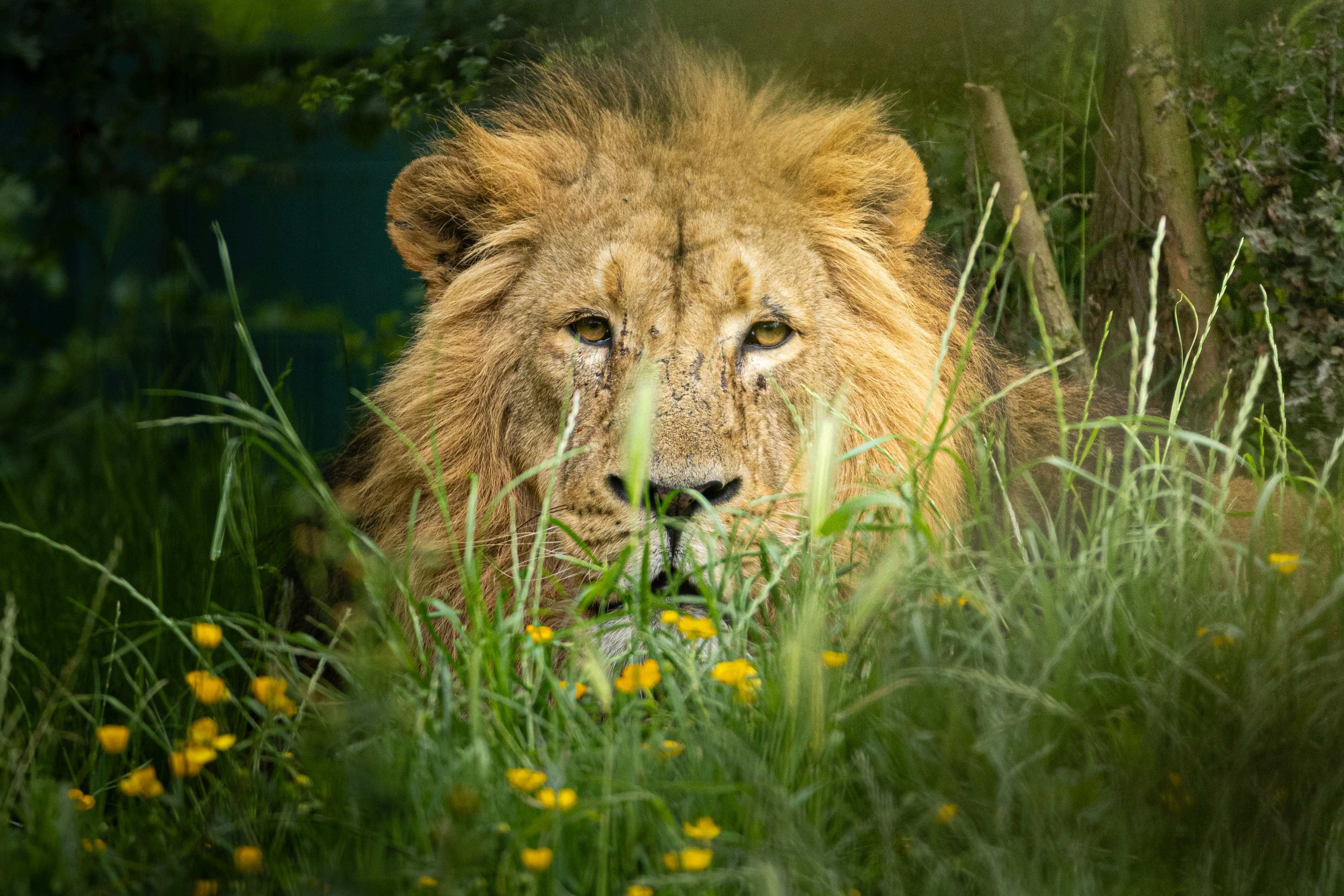 A majestic lion peeking through tall grass and yellow flowers.