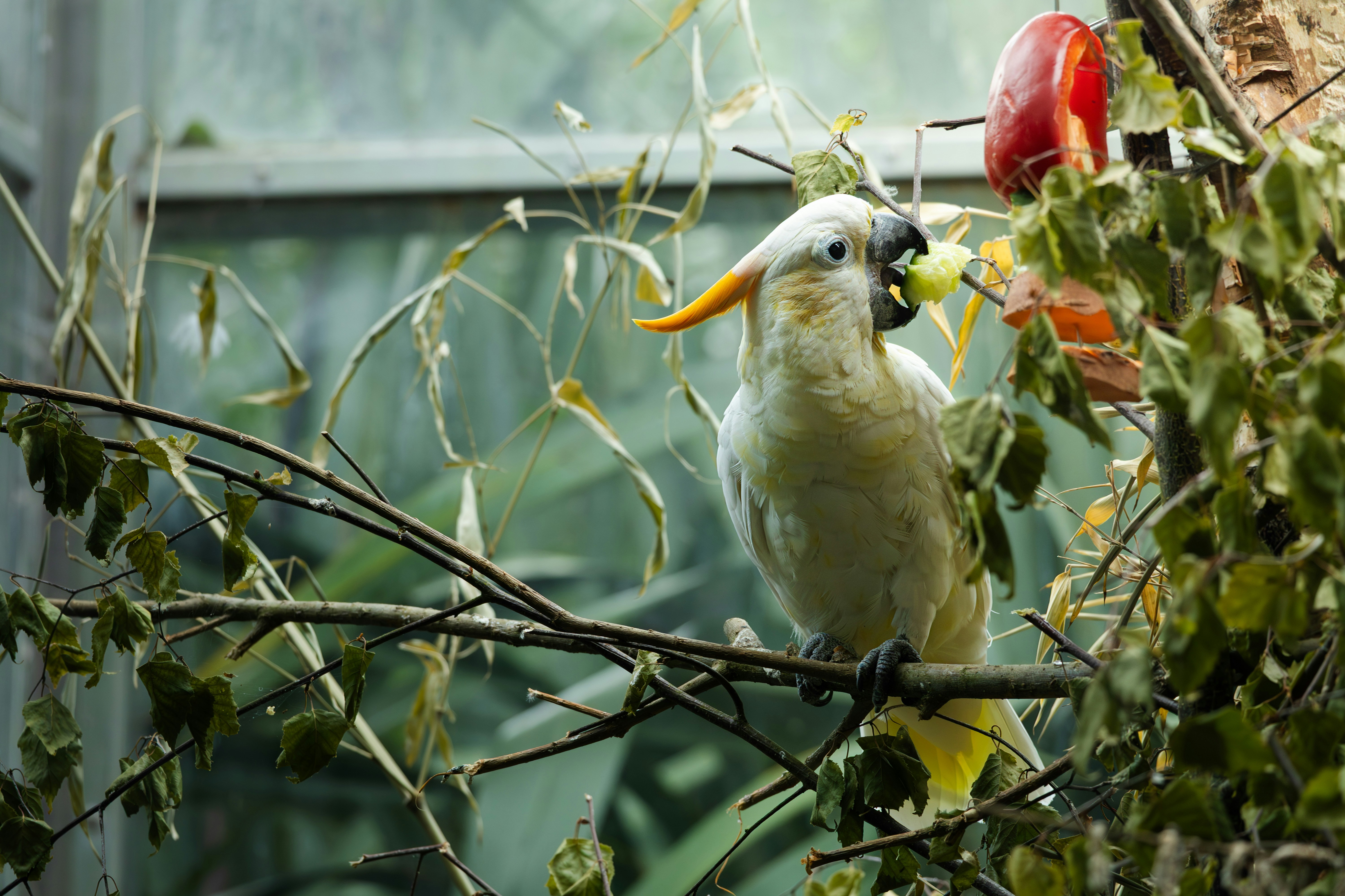 A yellow-crested cockatoo perched on a leafy branch.