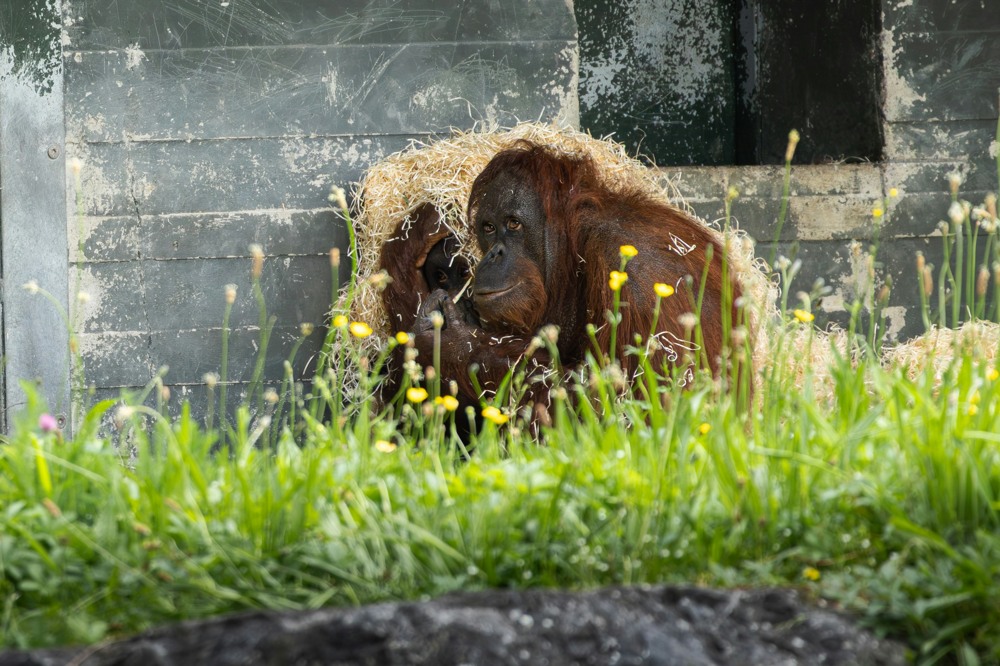 Hidden Face in the Grass: An Orangutan Resting by the Nest
