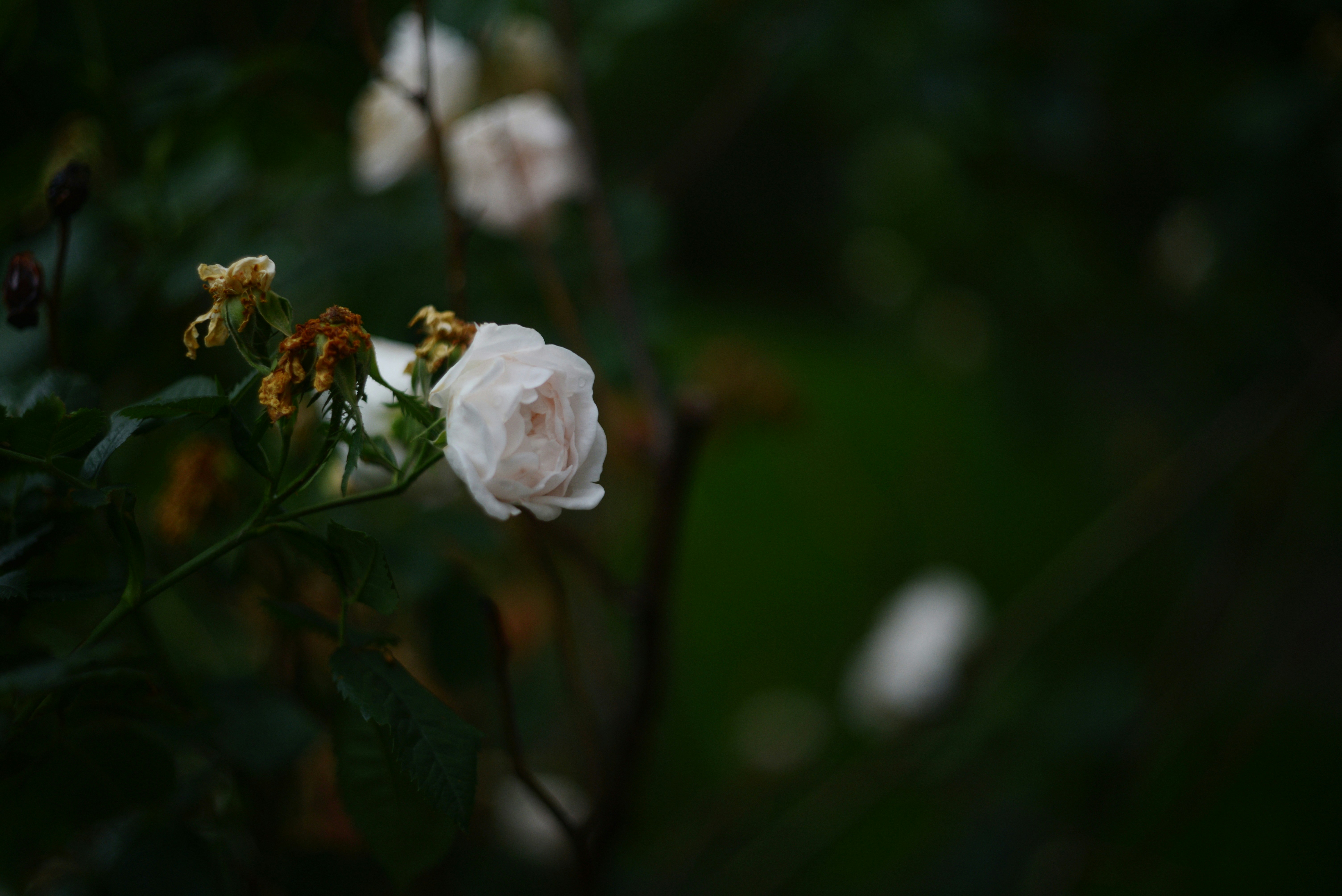Ivory Rose in a Quiet Garden Frame