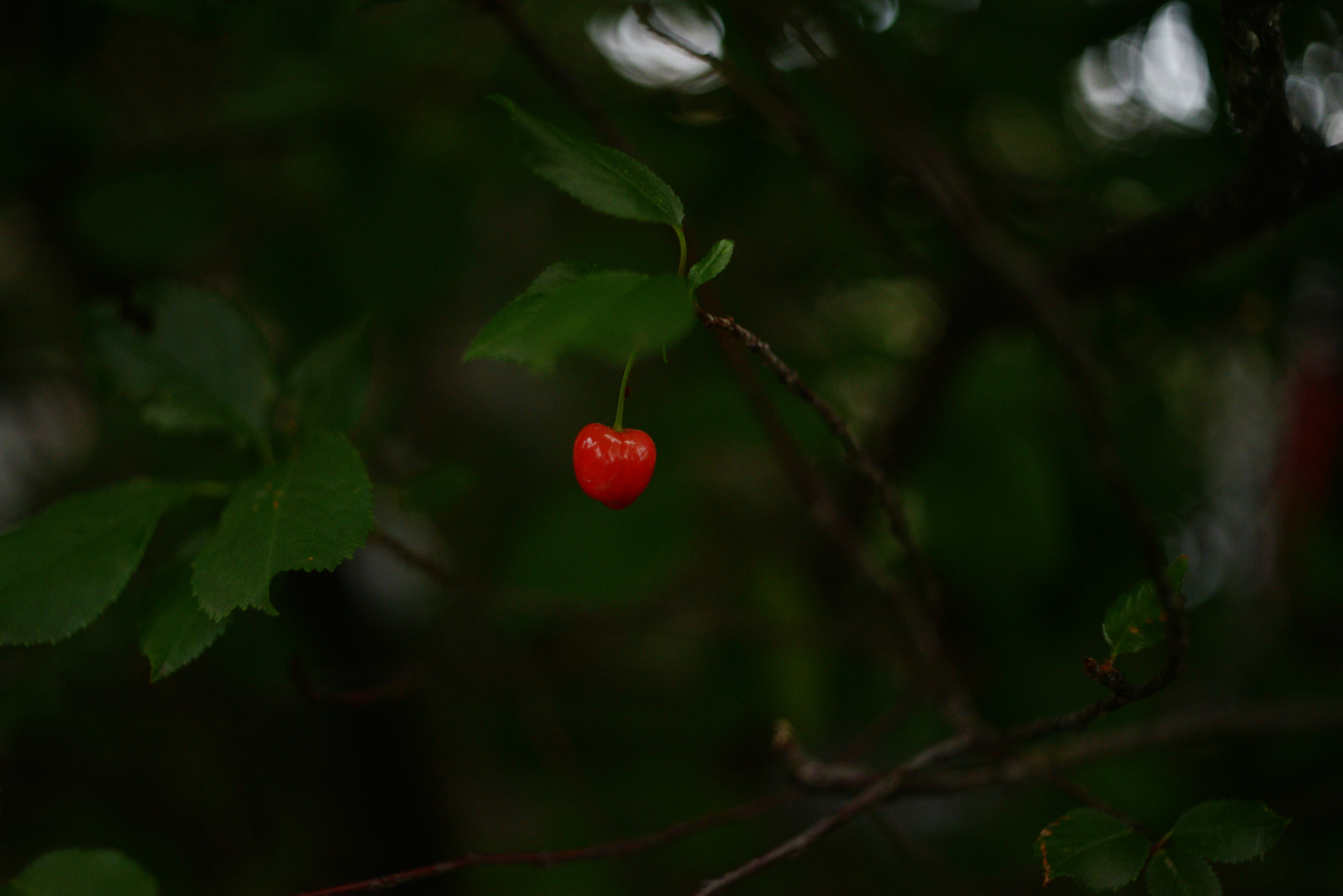  lone cherry pendant in a shadowed canopy