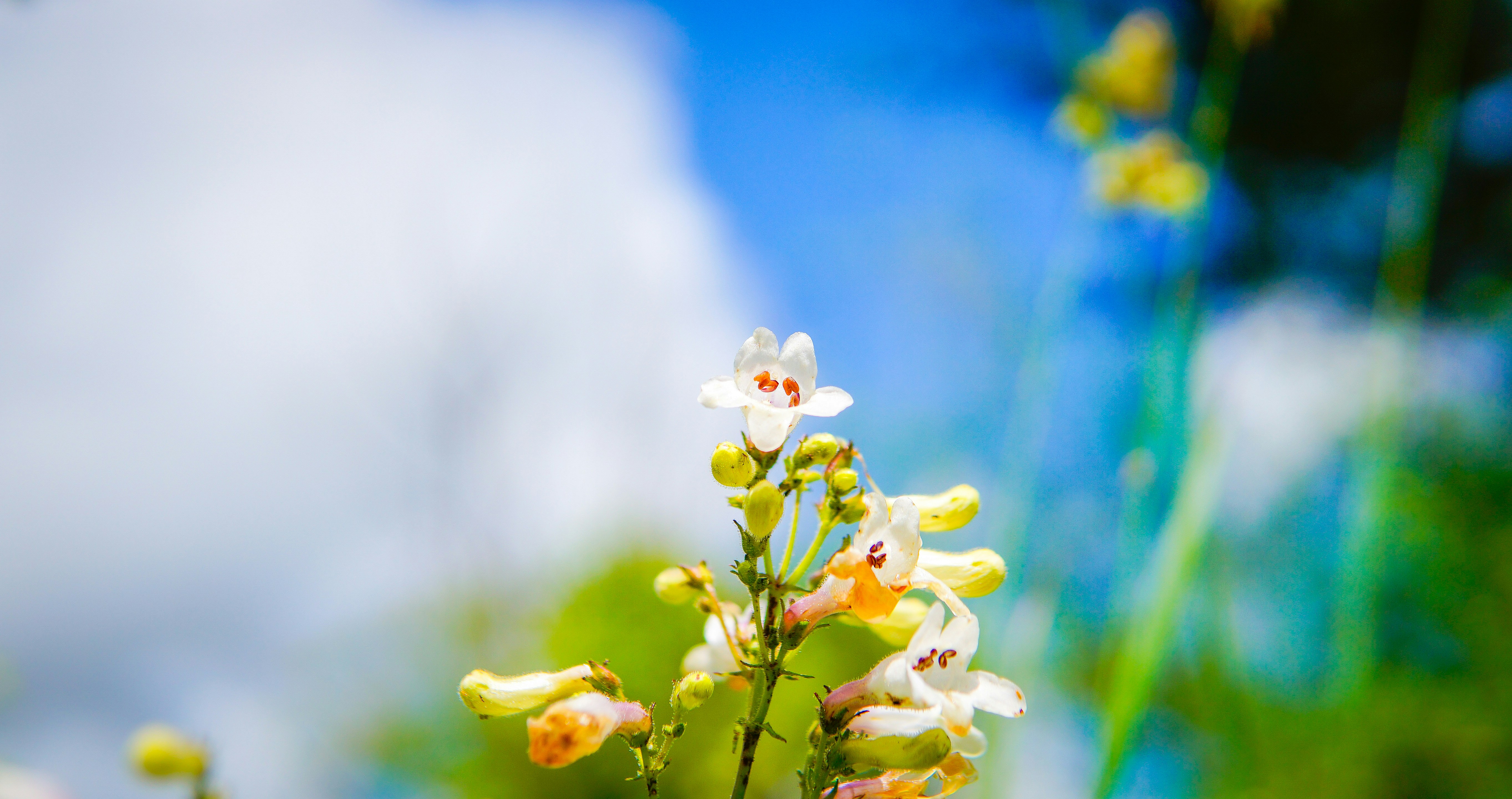 Sunny Lifts: A Close-up of White-Orange Blooms Against a Vivid Sky